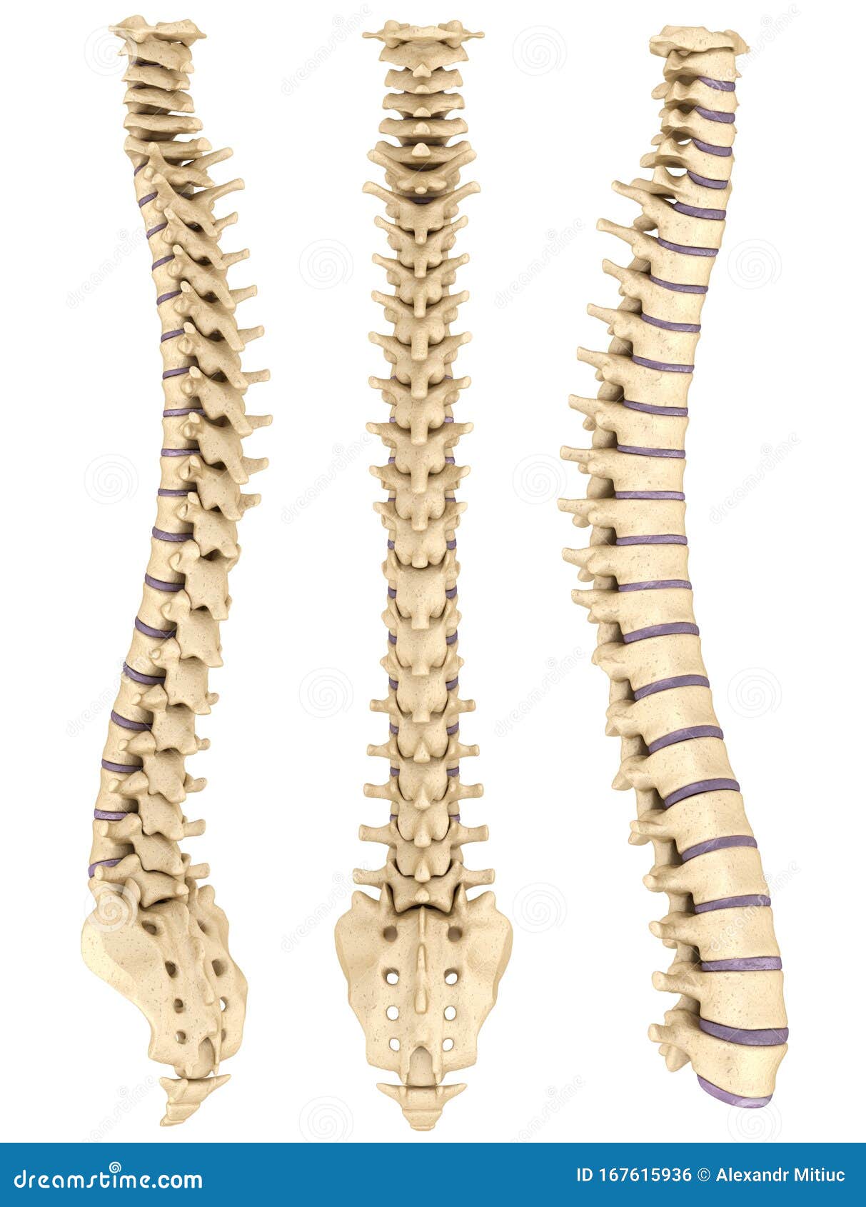 Coluna Espinhal Detalhada Com Discos Intervertebrais Ilustração Stock ...