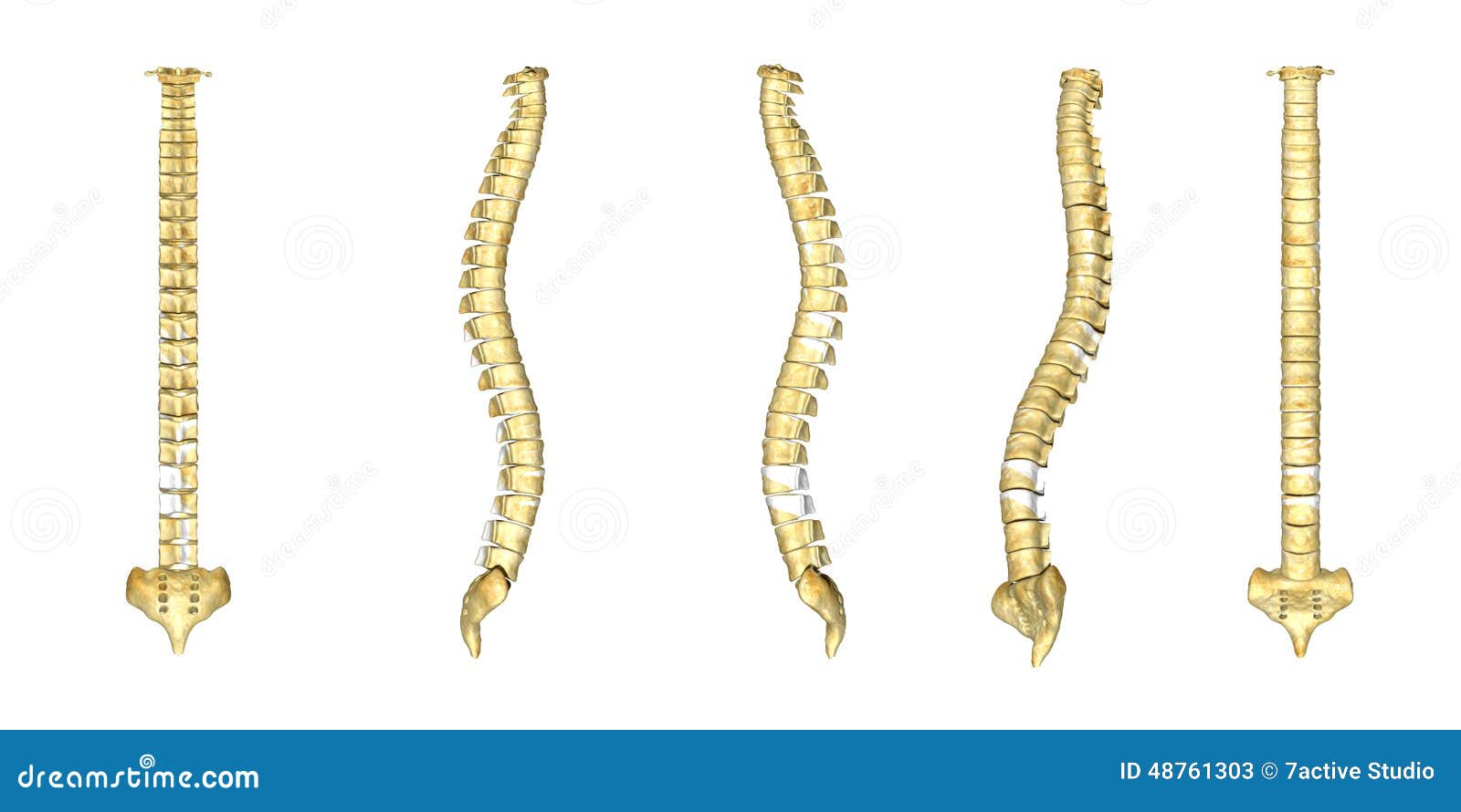 Coluna vertebral humana ilustração stock. Ilustração de lombar - 48761303