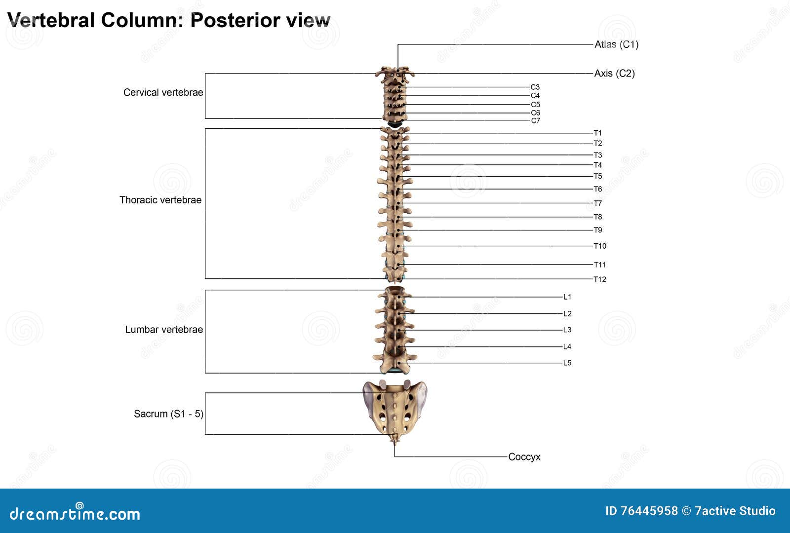 Coluna vertebral humana ilustração stock. Ilustração de espinha - 76445958