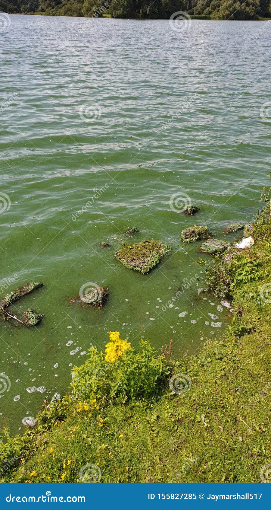 Colwick lake stock image. Image of colwick, green, nature - 155827285