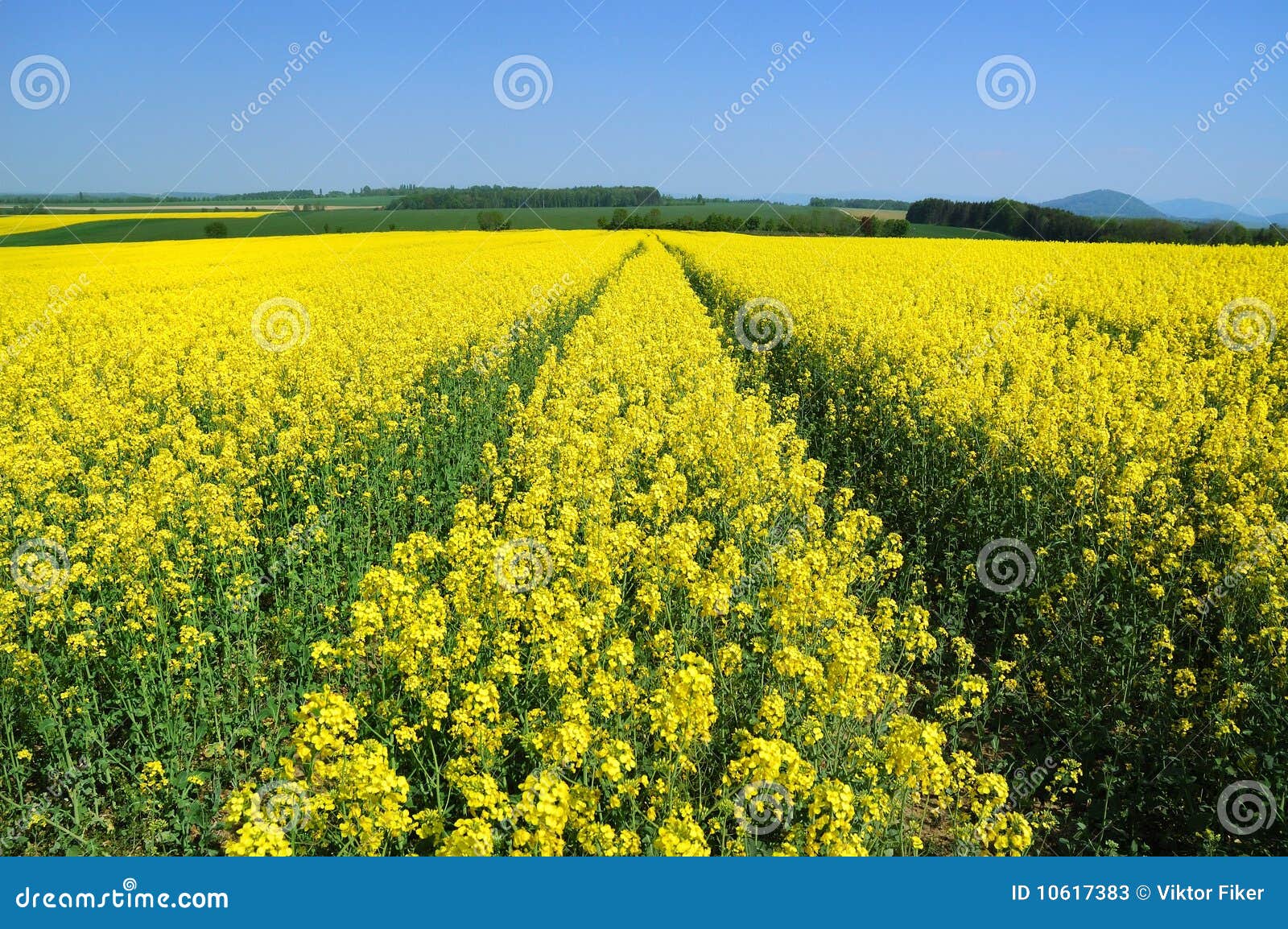 Colza stock image. Image of corrugation, brown, farmland - 10617383