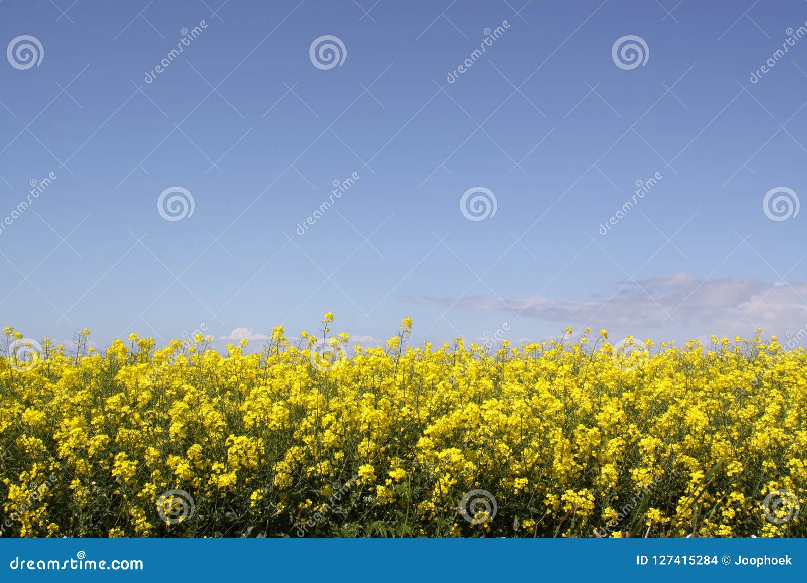 Colza foto de stock. Imagem de colheitas, cultivo, semente - 127415284