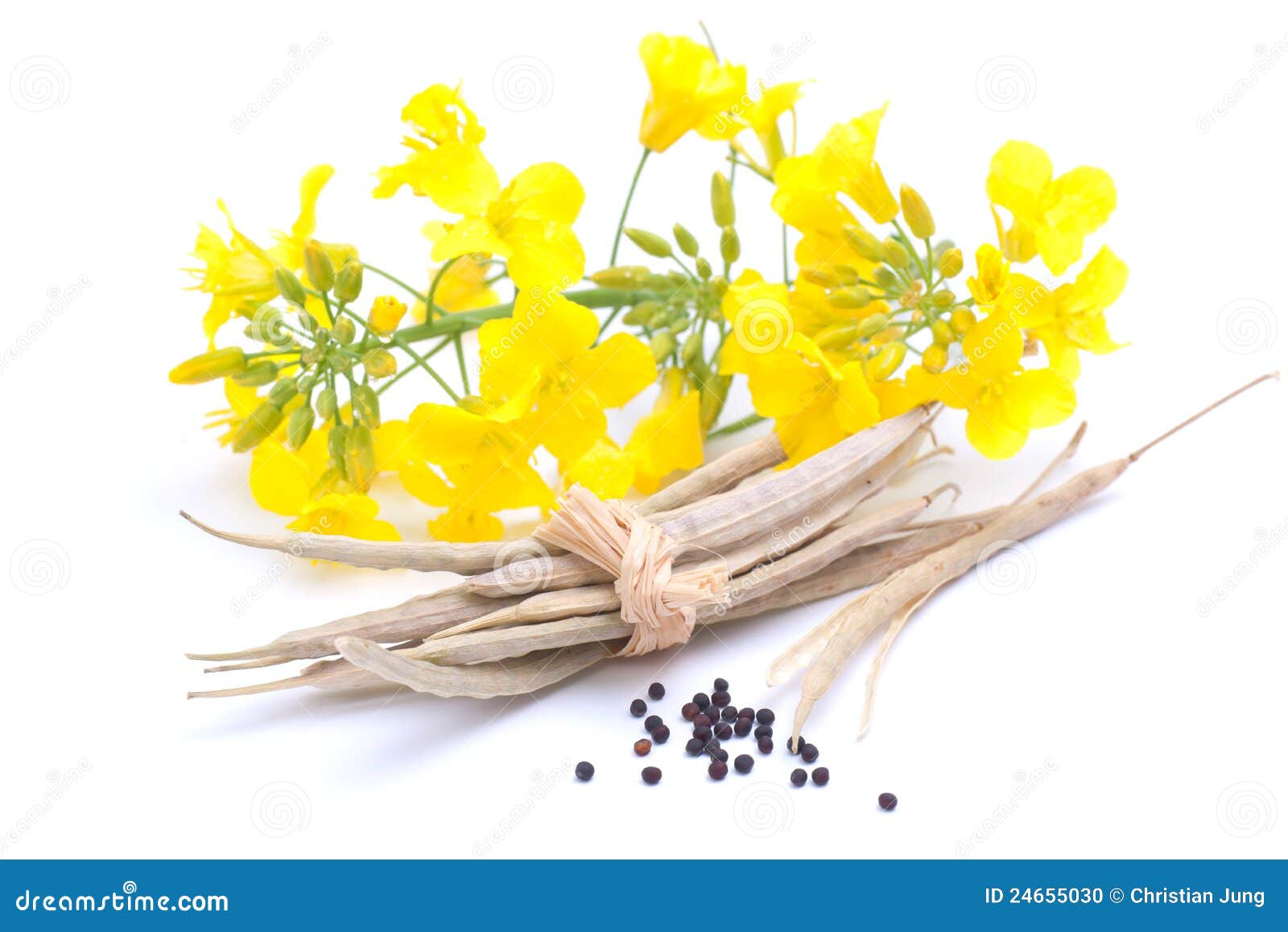 Colza stock photo. Image of farming, agriculture, ecology - 24655030