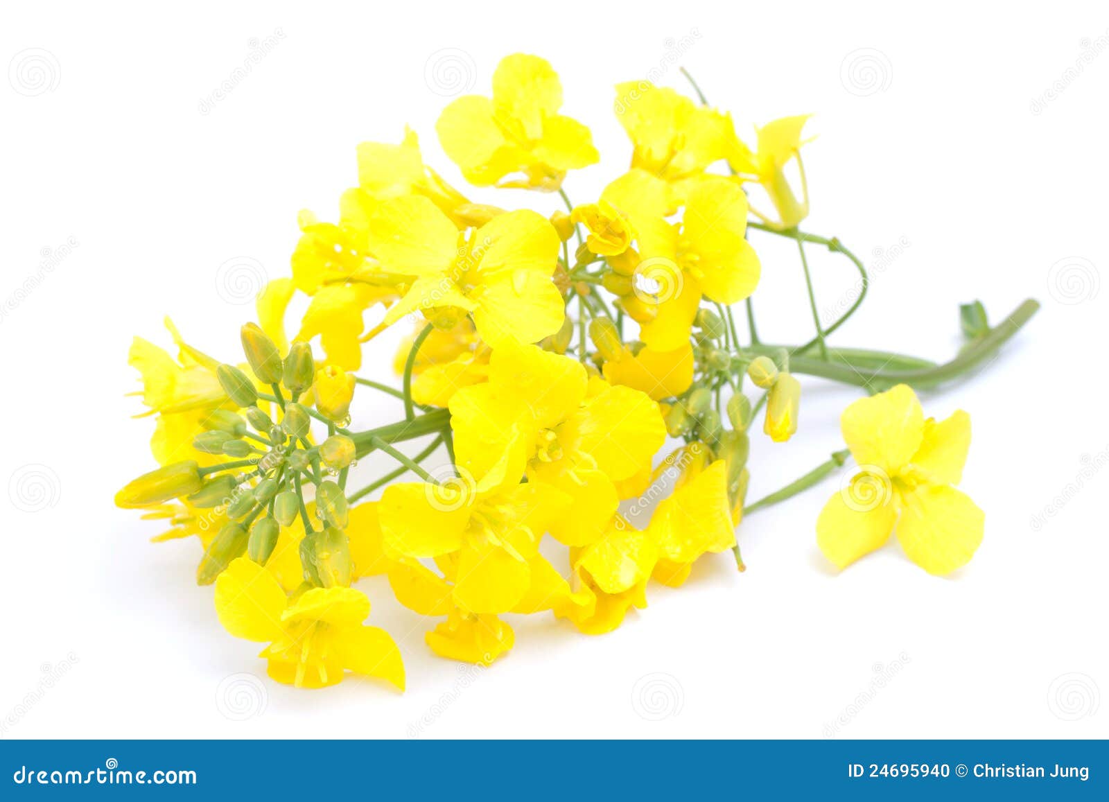 Colza stock photo. Image of protection, seed, environment - 24695940