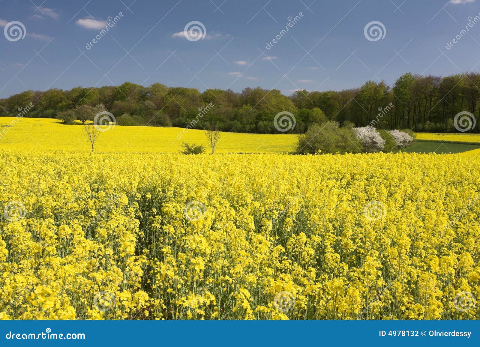 Colza stock photo. Image of sunny, field, yellow, culture - 4978132