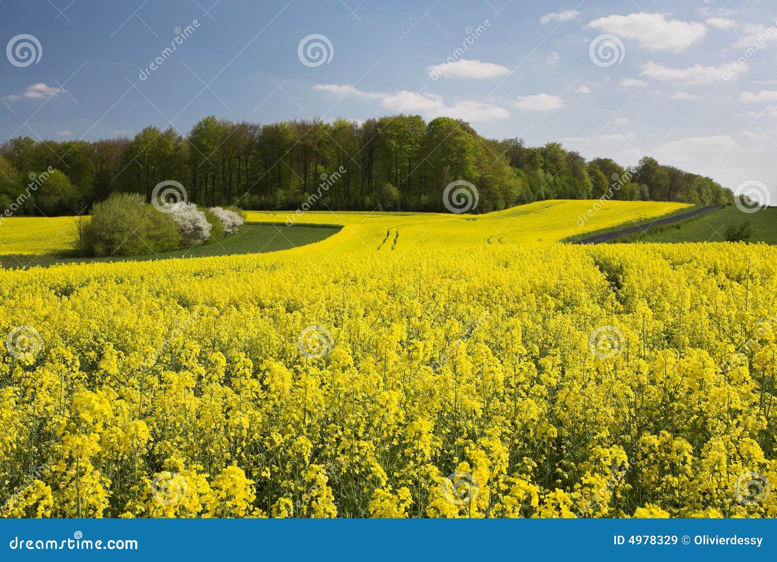 Colza stock image. Image of tree, flower, environment - 4978329