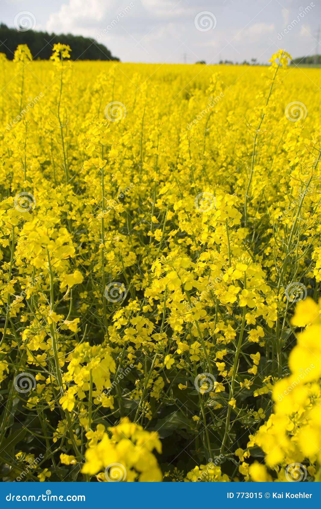 Colza stock image. Image of appel, awakening, bloom, regenerative - 773015