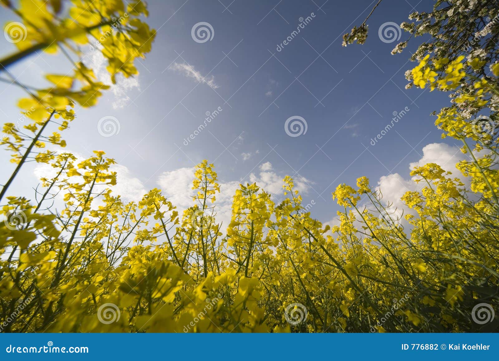 Colza stock photo. Image of blossom, yellow, brassica, biological - 776882