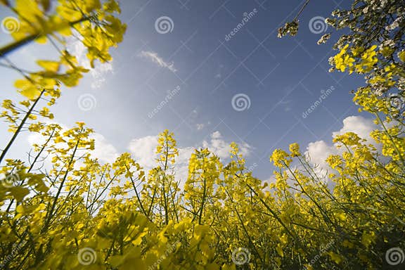 Colza stock photo. Image of blossom, yellow, brassica, biological - 776882