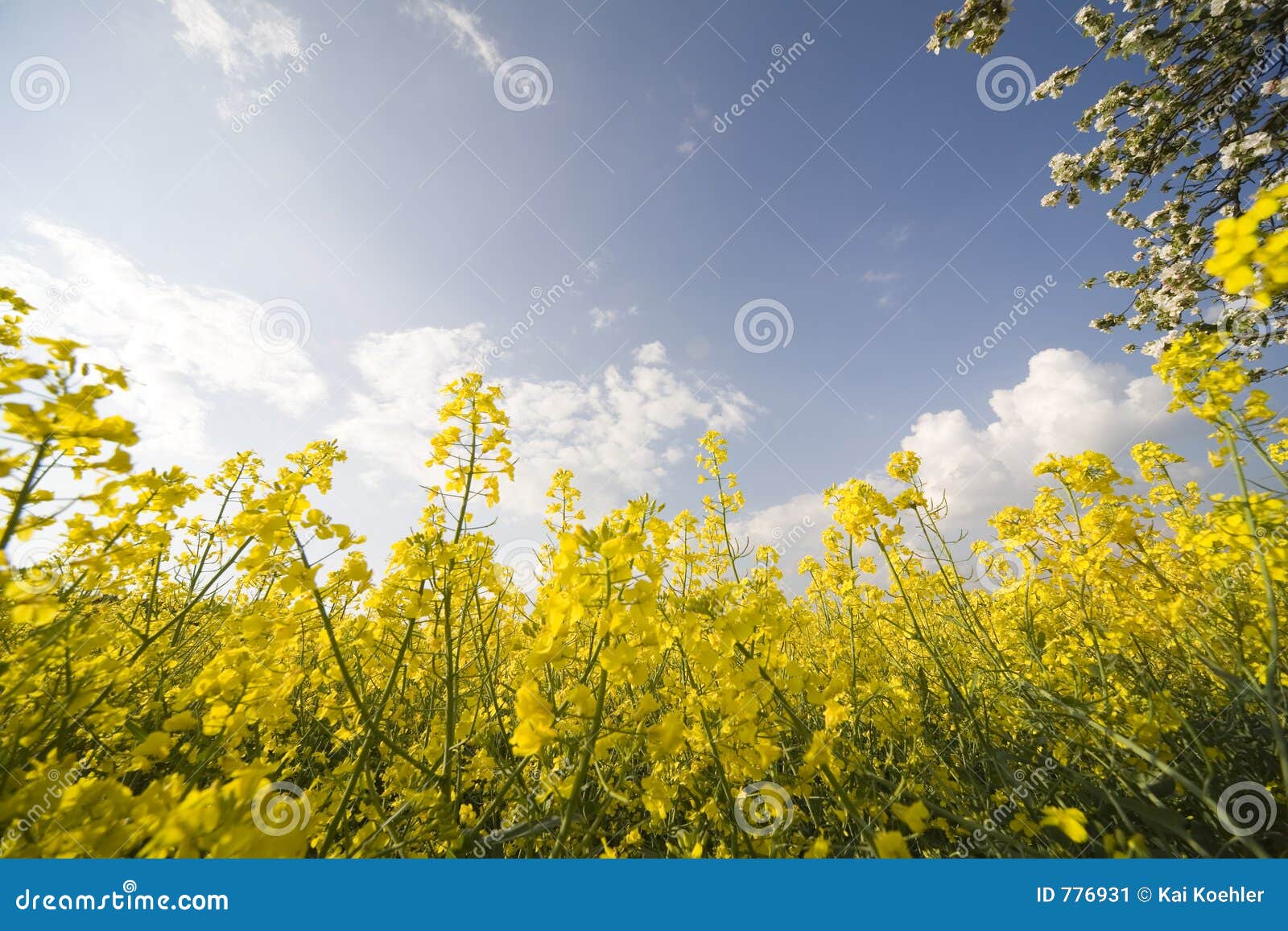 Colza stock image. Image of plant, cloud, blue, biological - 776931