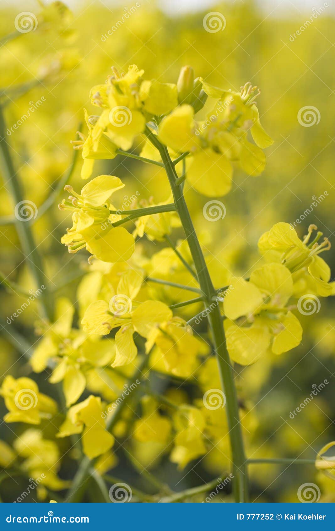 Colza stock photo. Image of shine, landscape, appel, colza - 777252