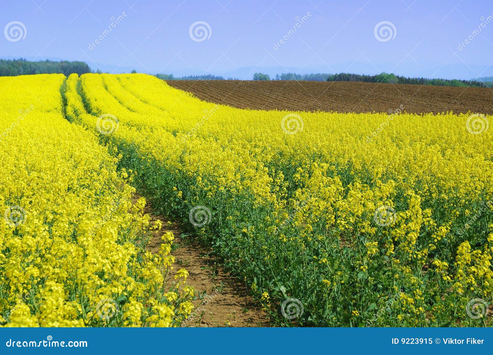 Colza stock image. Image of cultivated, country, earth - 9223915