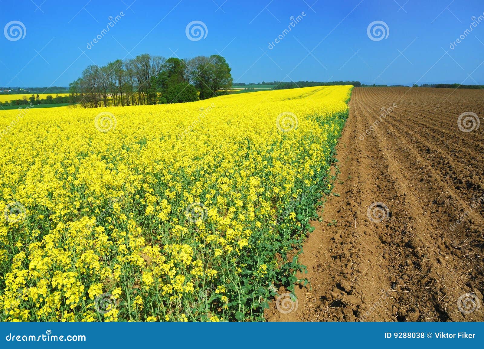 Colza stock photo. Image of colourfulness, brown, countryside - 9288038