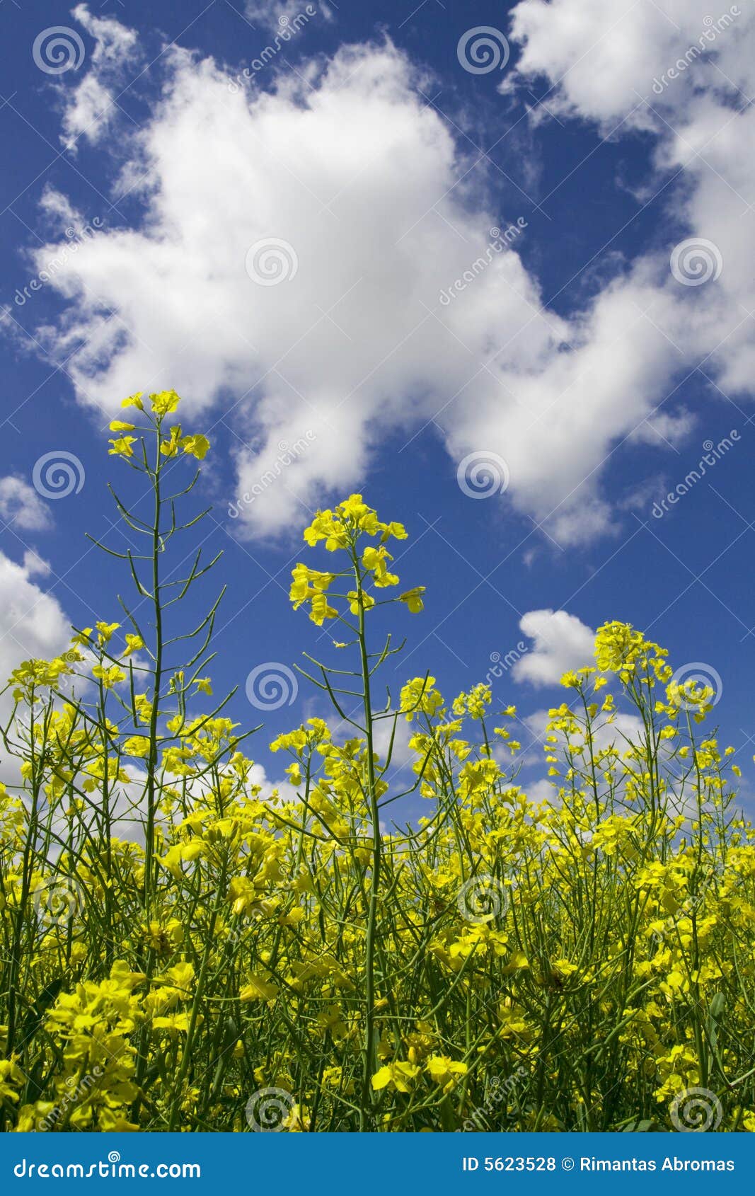Colza blossom stock photo. Image of scenery, background - 5623528