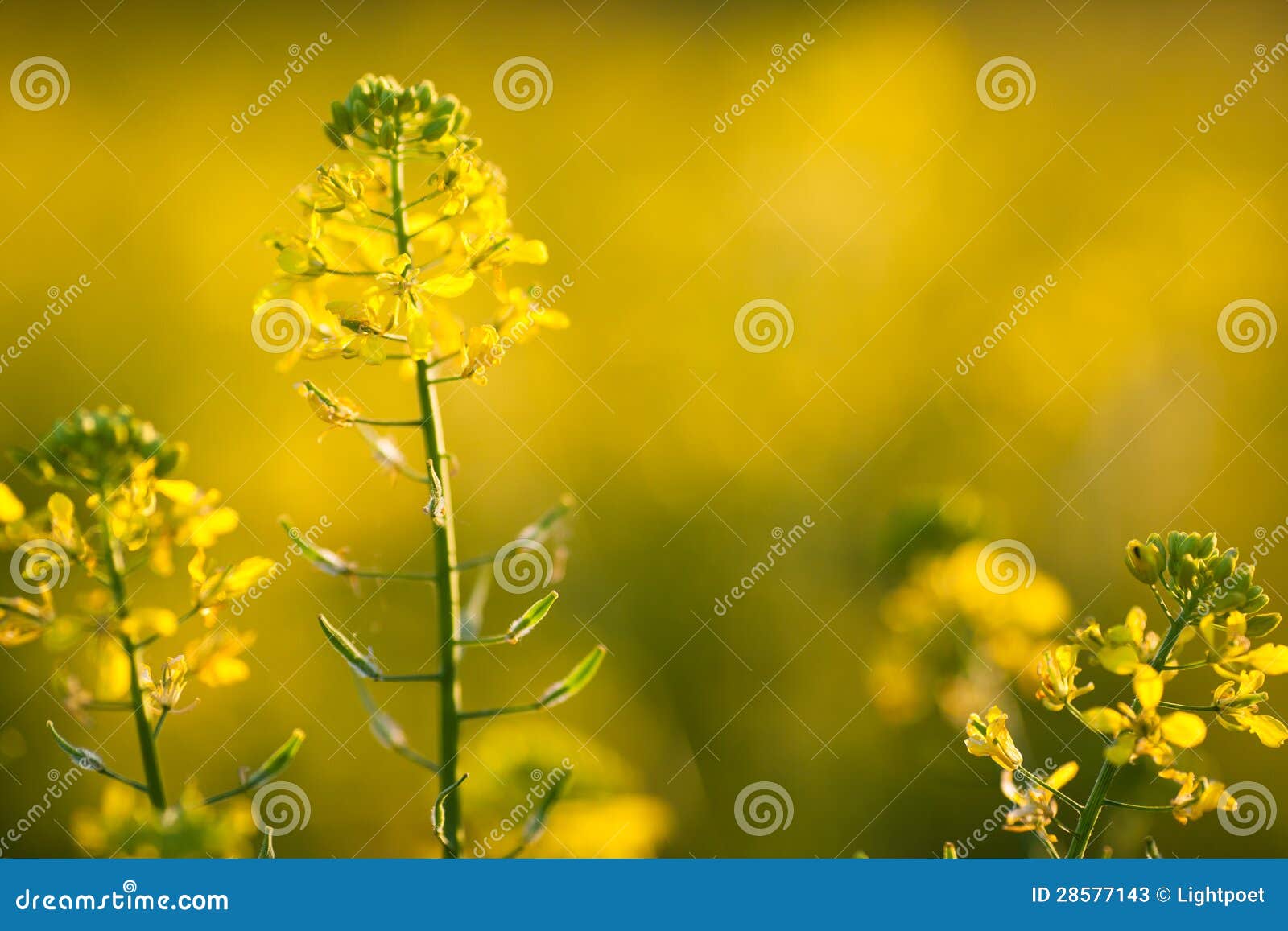 Colza (Brassica rapa) stock image. Image of country, detail - 28577143