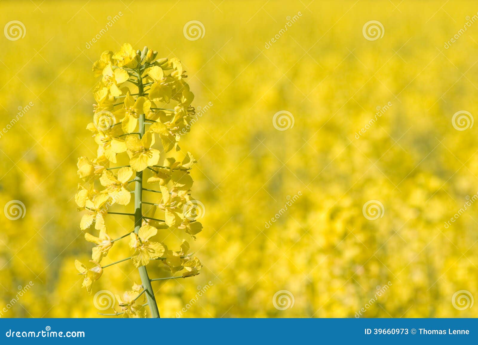 Colza culture stock image. Image of landscape, countryside - 39660973