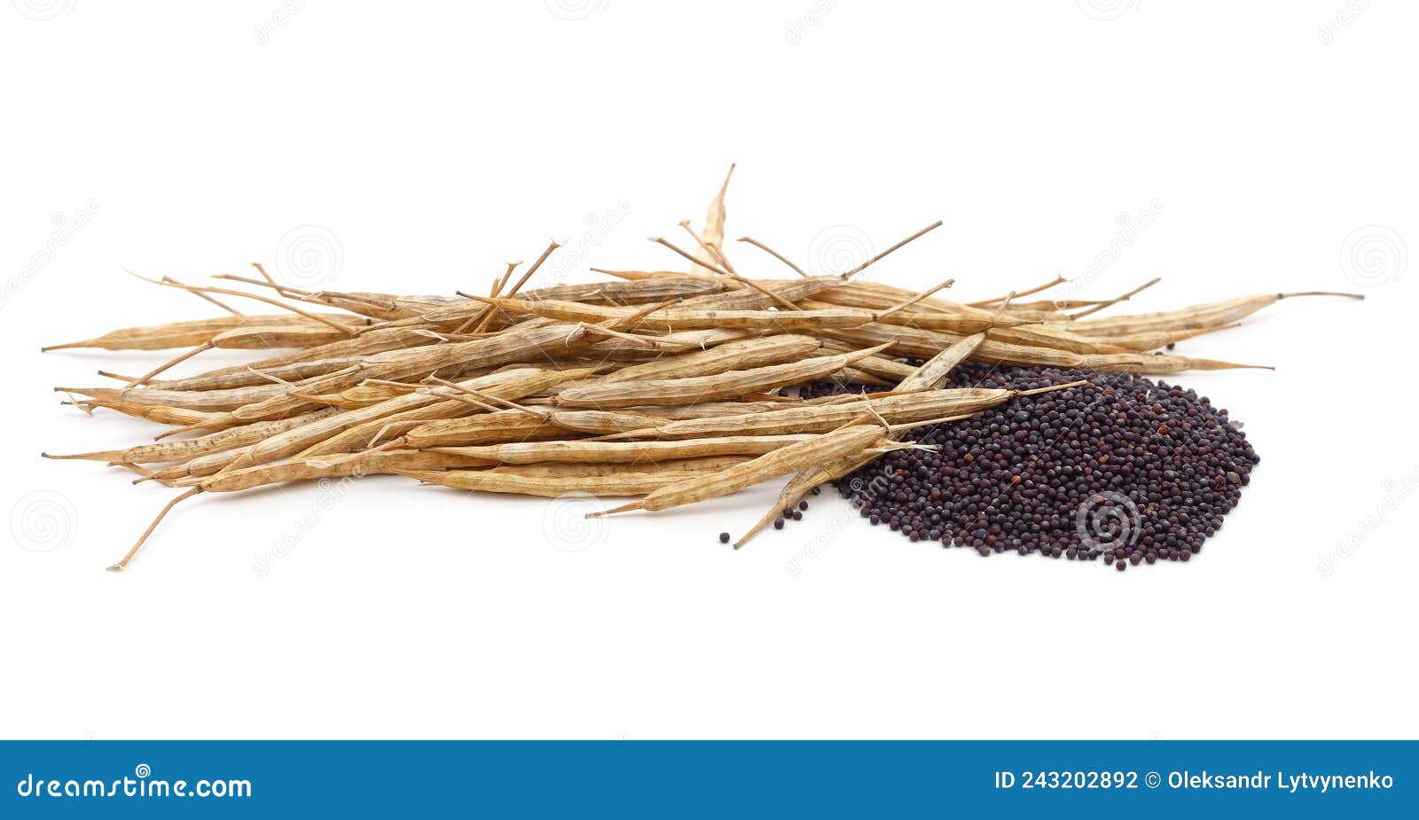 Colza e sementes secas foto de stock. Imagem de colza - 243202892