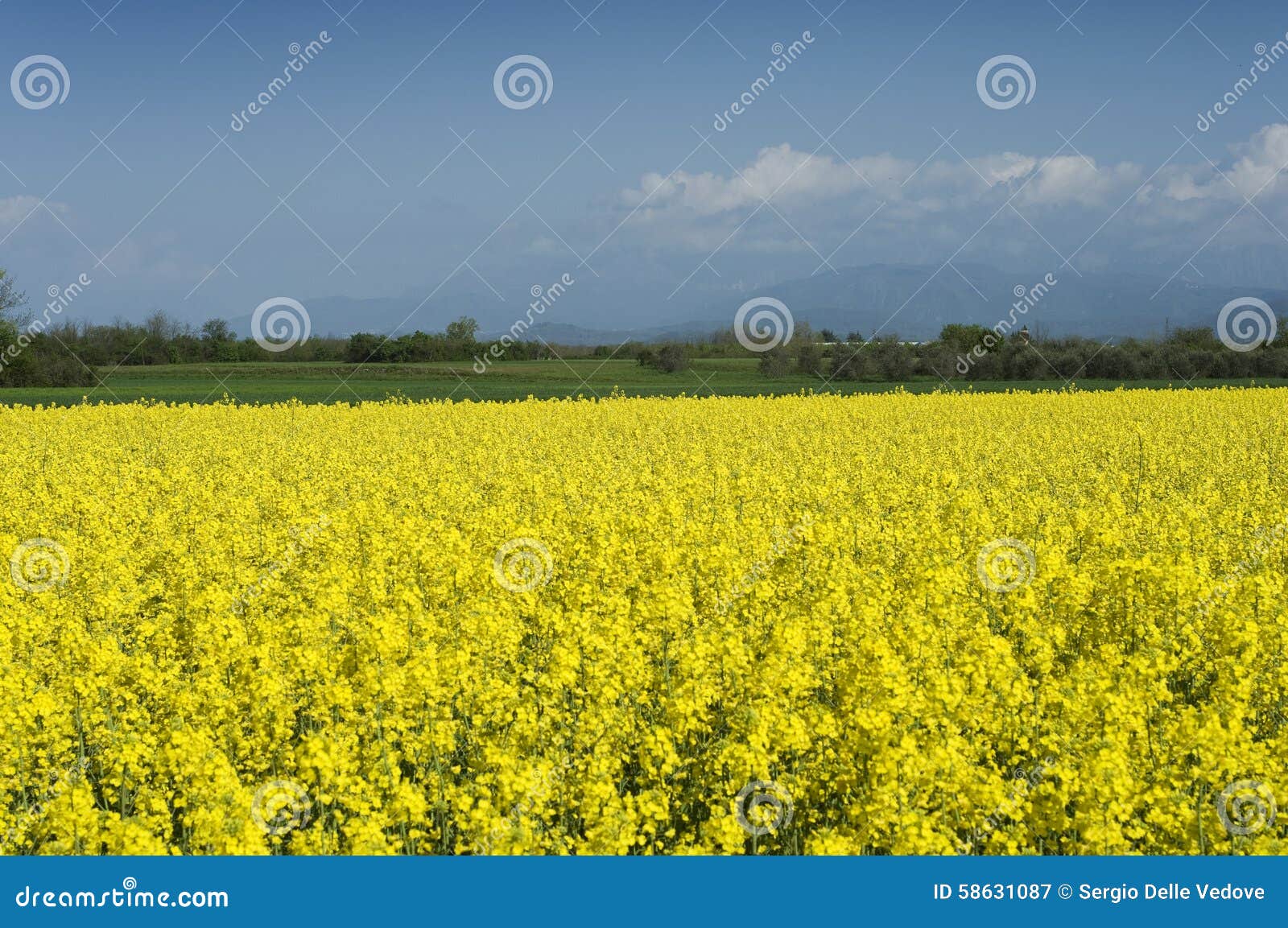 Colza farm stock image. Image of farm, cole, environmental - 58631087