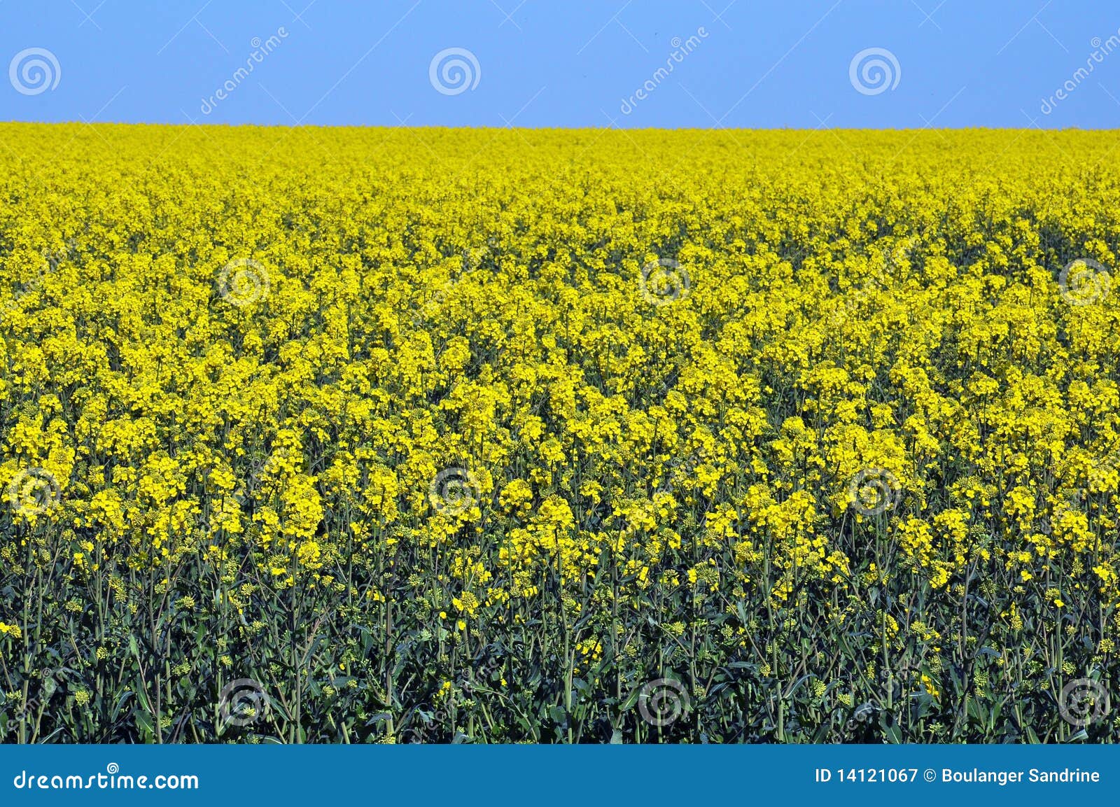 Colza field stock image. Image of landscape, yellow, colza - 14121067