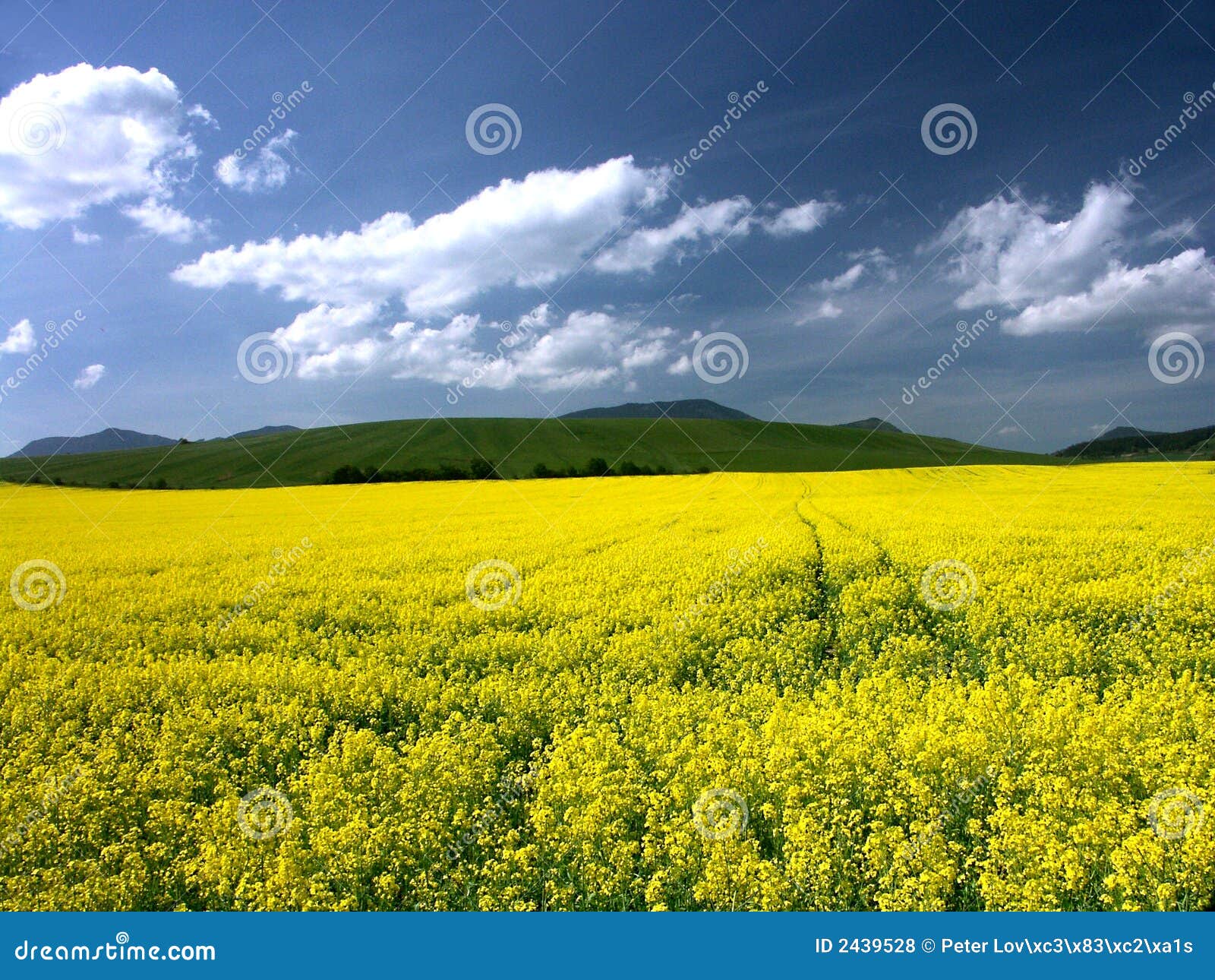 Colza field stock photo. Image of energy, grow, enviroment - 2439528