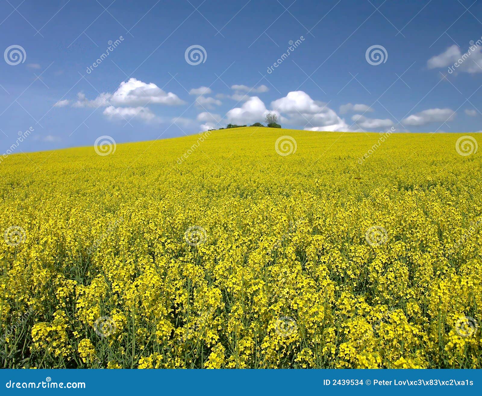 Colza field stock photo. Image of growing, grow, bright - 2439534