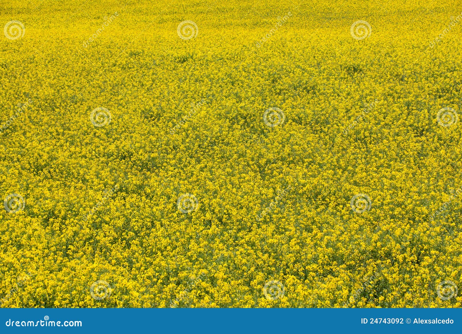 Colza Field stock photo. Image of agriculture, outdoor - 24743092