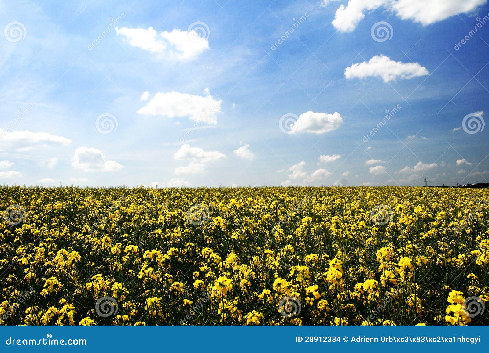 Colza field stock photo. Image of land, blossom, cloud - 28912384