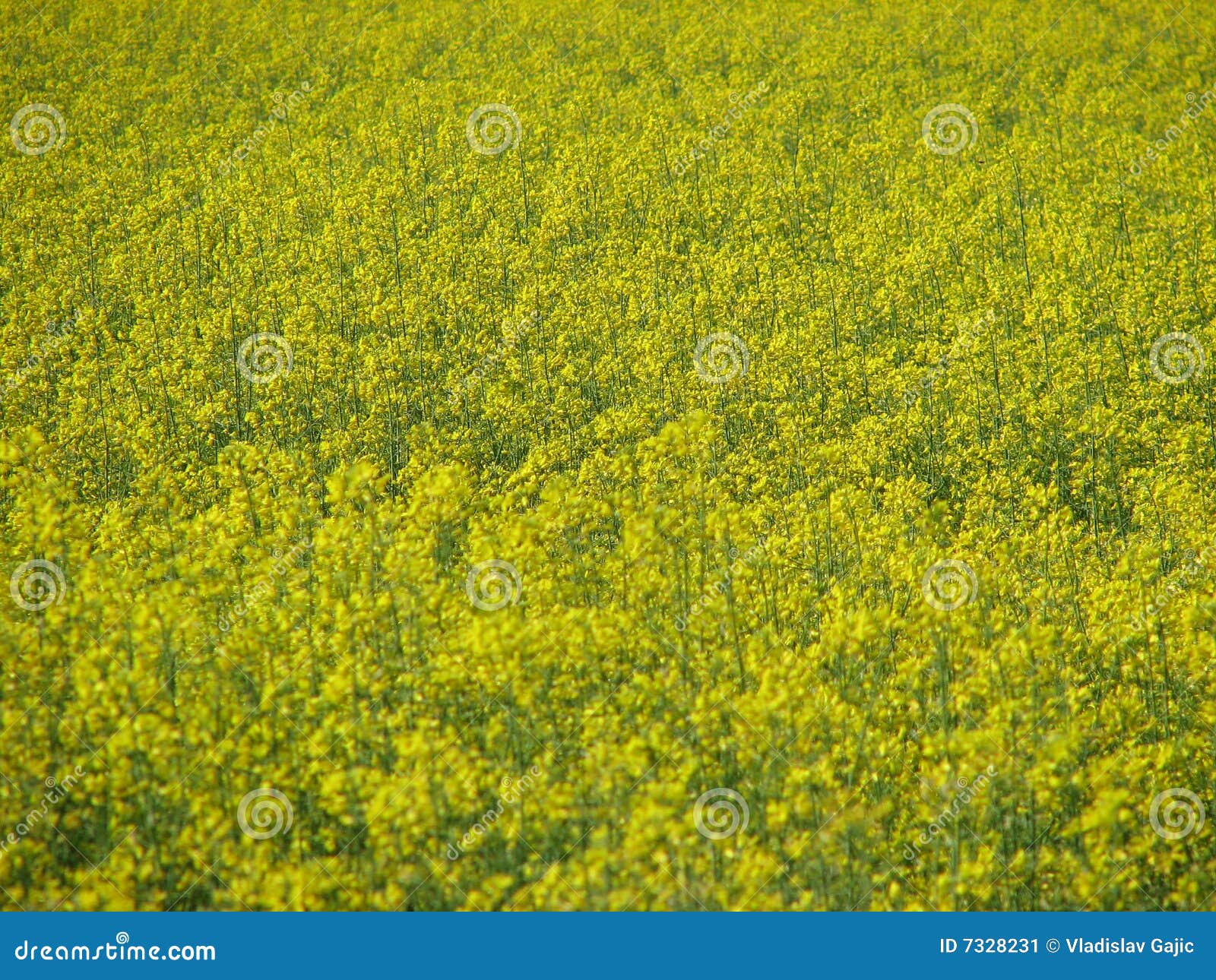 Colza field stock image. Image of nature, plant, seed - 7328231