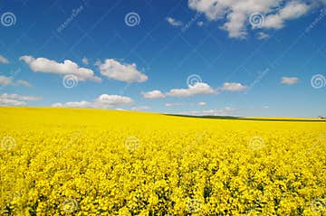 Colza Field stock image. Image of field, industrial, flowers - 9353083
