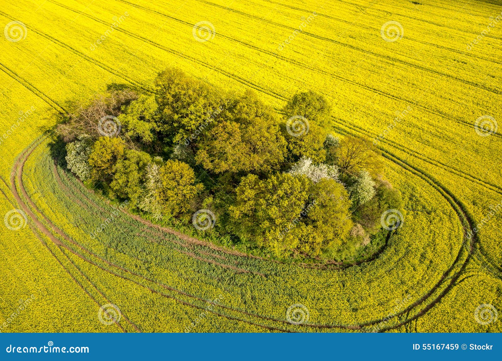 Colza field stock image. Image of blue, oilseed, crop - 55167459