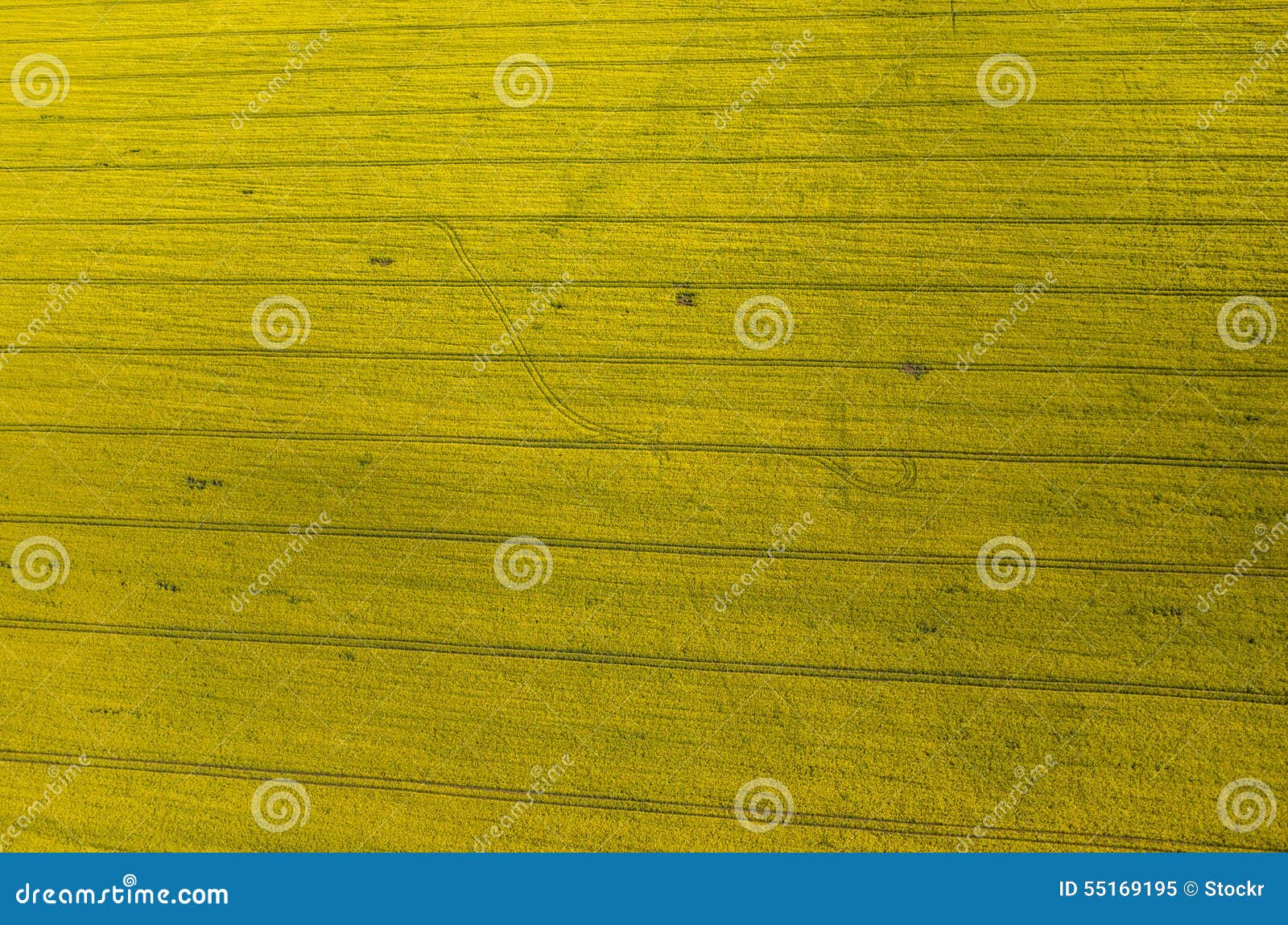 Colza field stock image. Image of rapeseed, crop, nature - 55169195