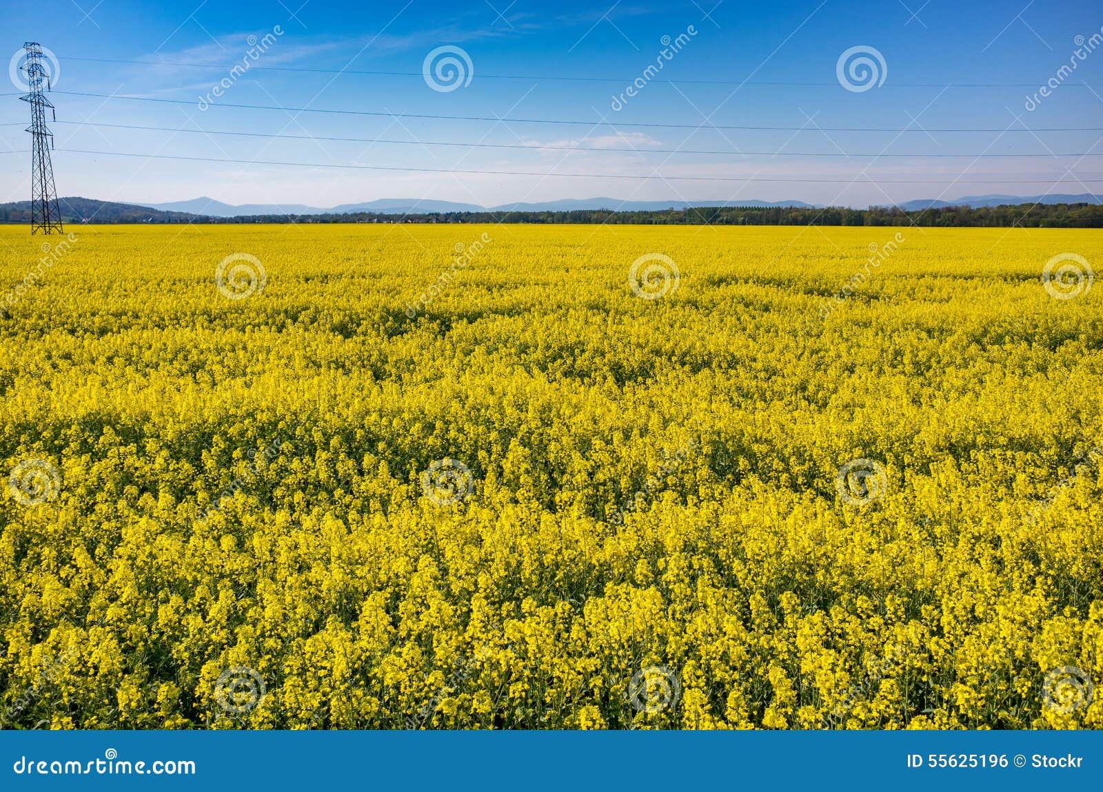 Colza field stock photo. Image of field, aerial, landscape - 55625196