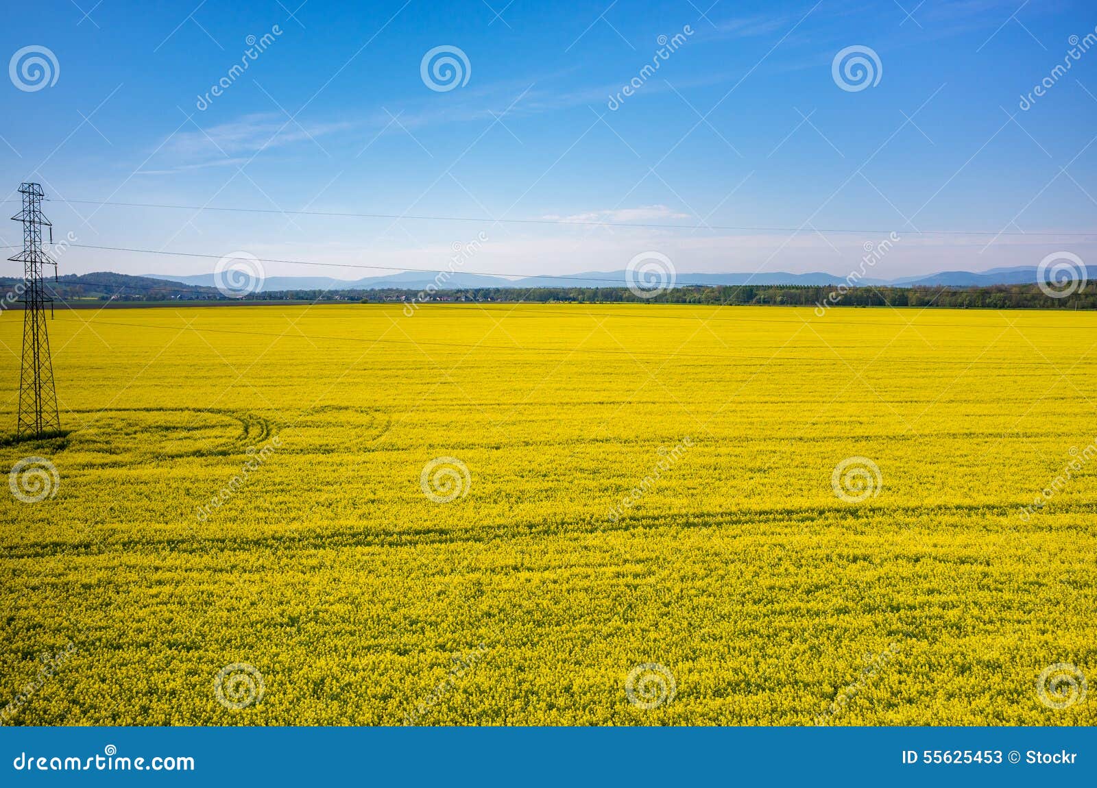 Colza field stock image. Image of landscape, flora, cole - 55625453