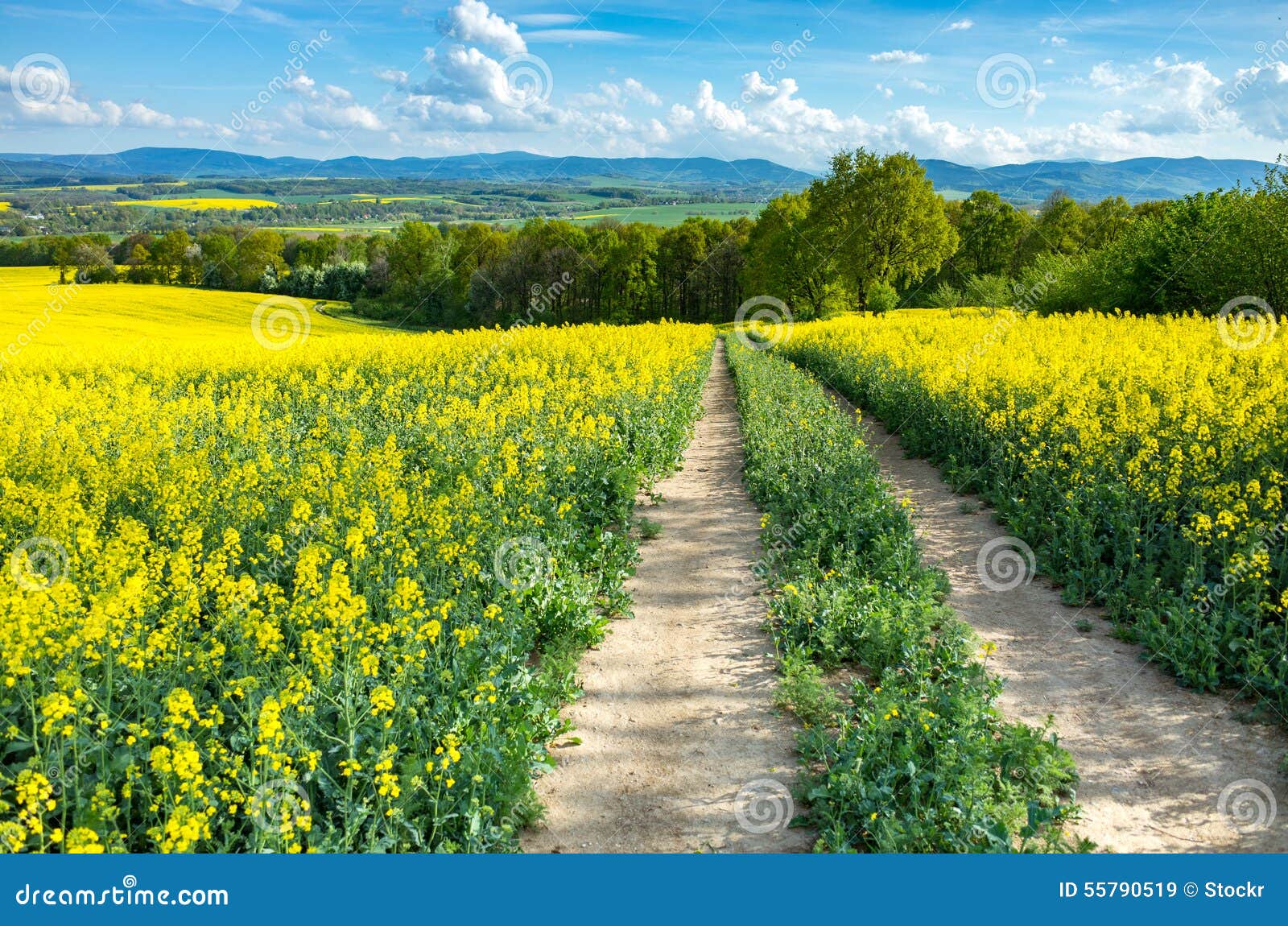 Colza field stock image. Image of beautiful, plant, farm - 55790519
