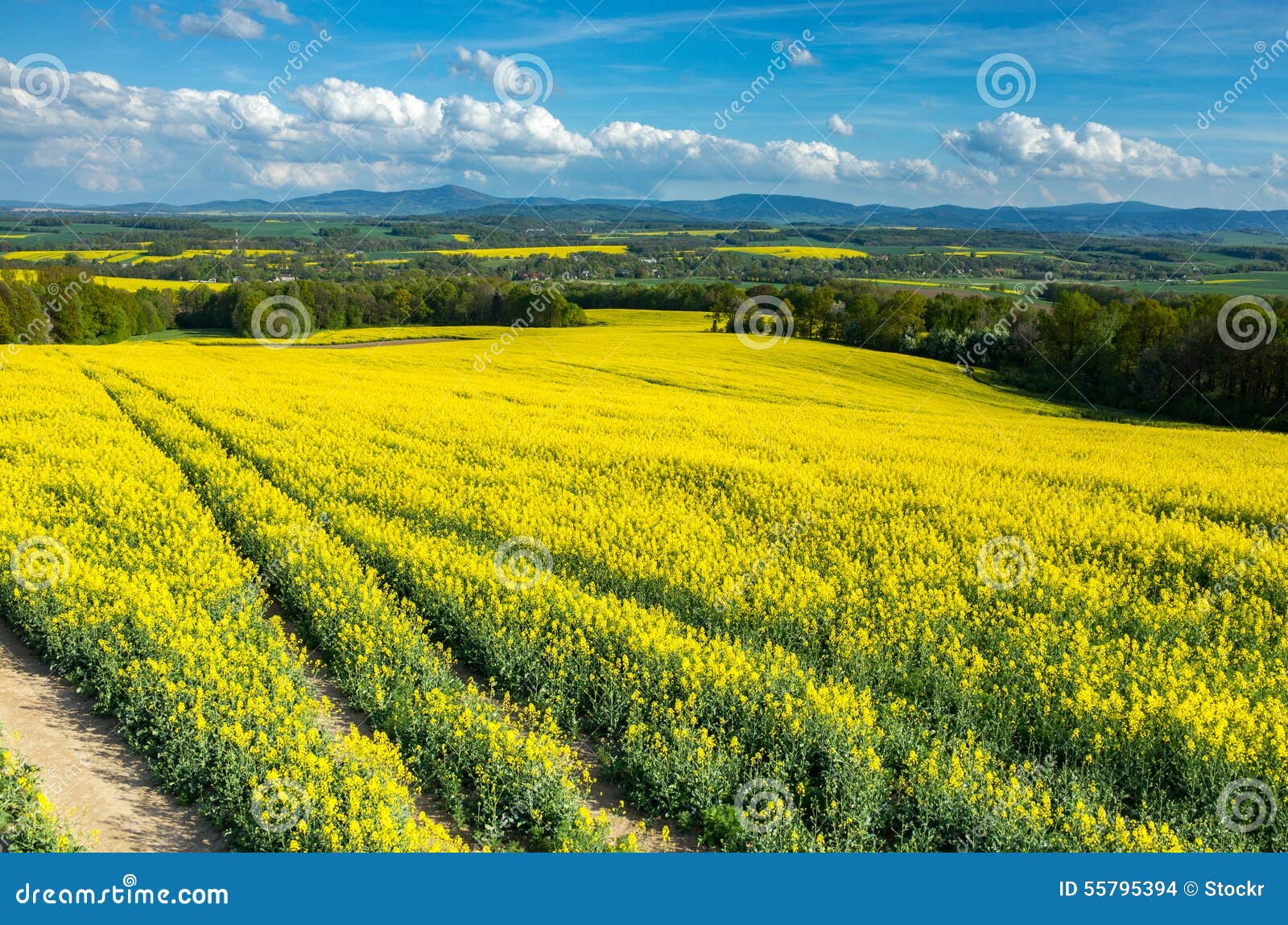 Colza field stock photo. Image of flower, nature, bloom - 55795394