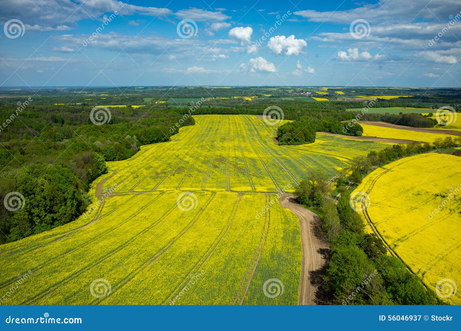 Colza field stock image. Image of ecology, environment - 56046937
