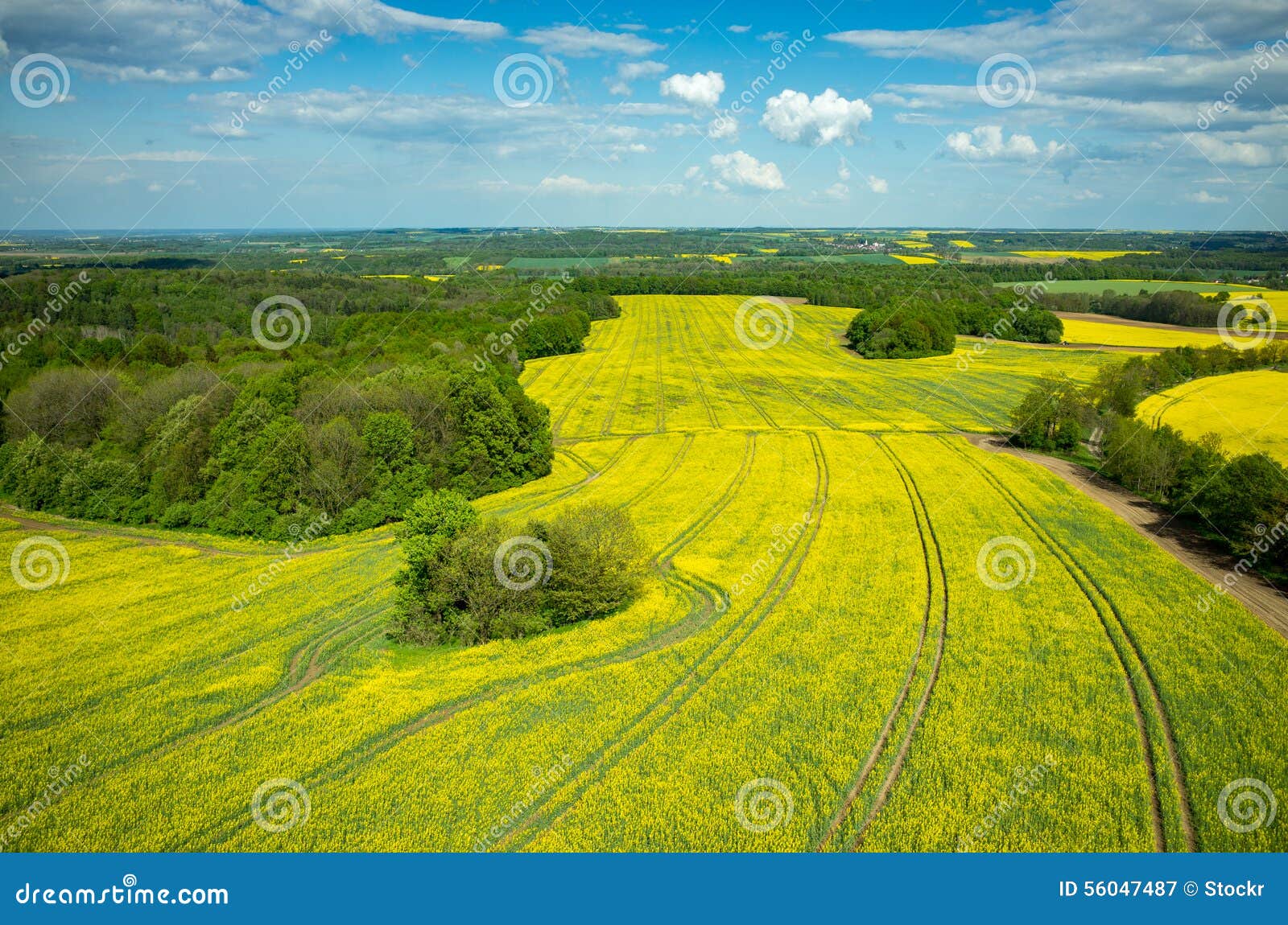 Colza field stock image. Image of landscape, natural - 56047487