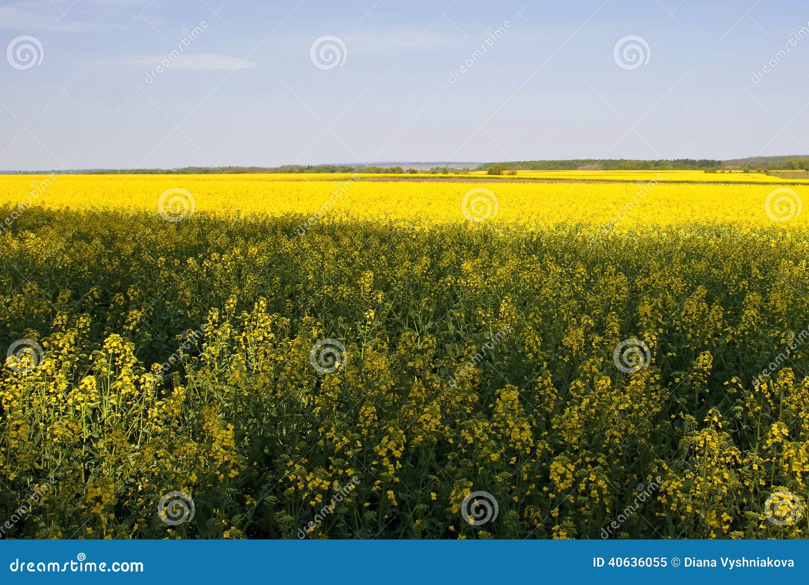 Colza field stock image. Image of farm, canola, environmental - 40636055