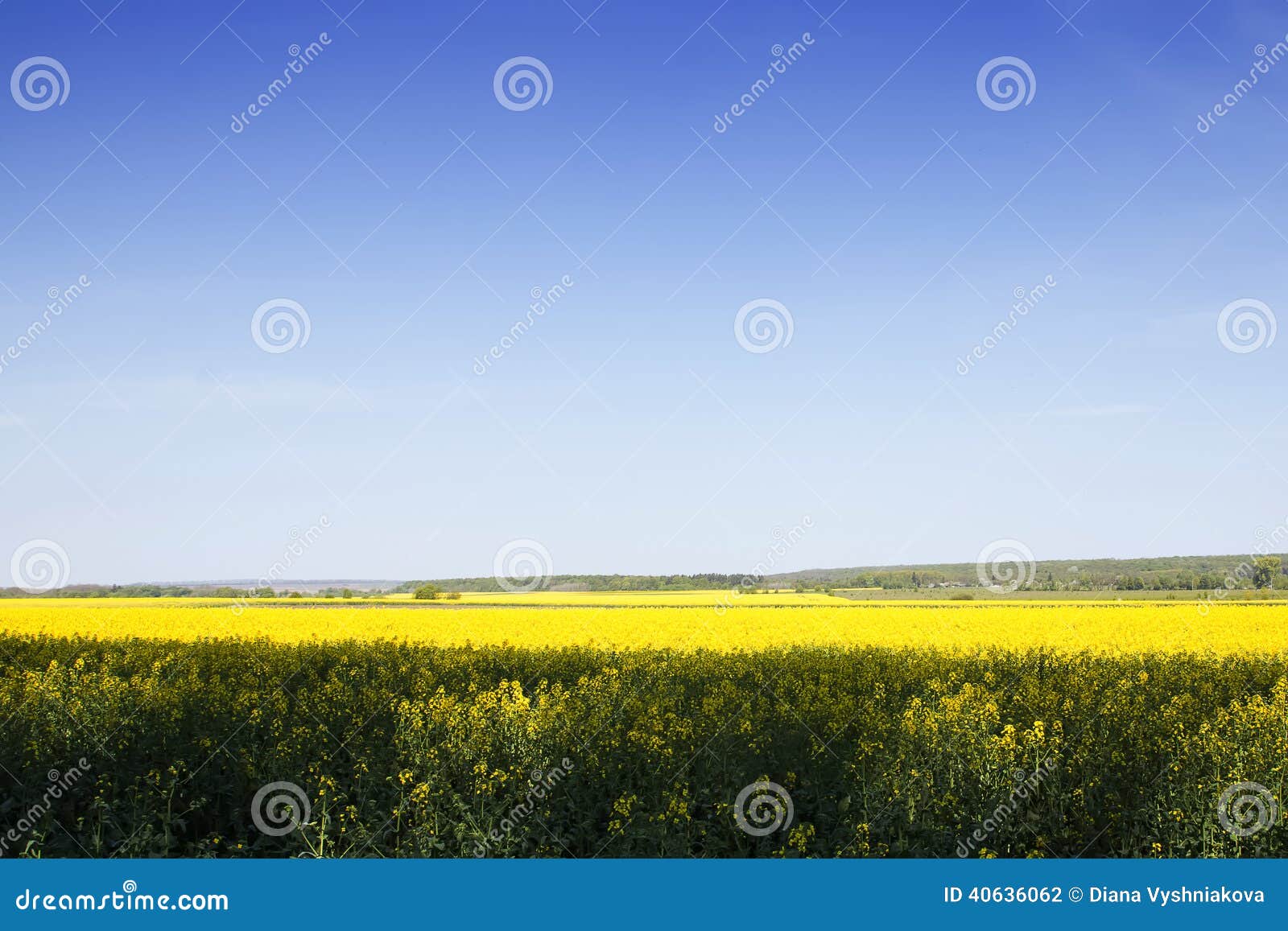 Colza field stock photo. Image of blue, farm, crop, agricultural - 40636062