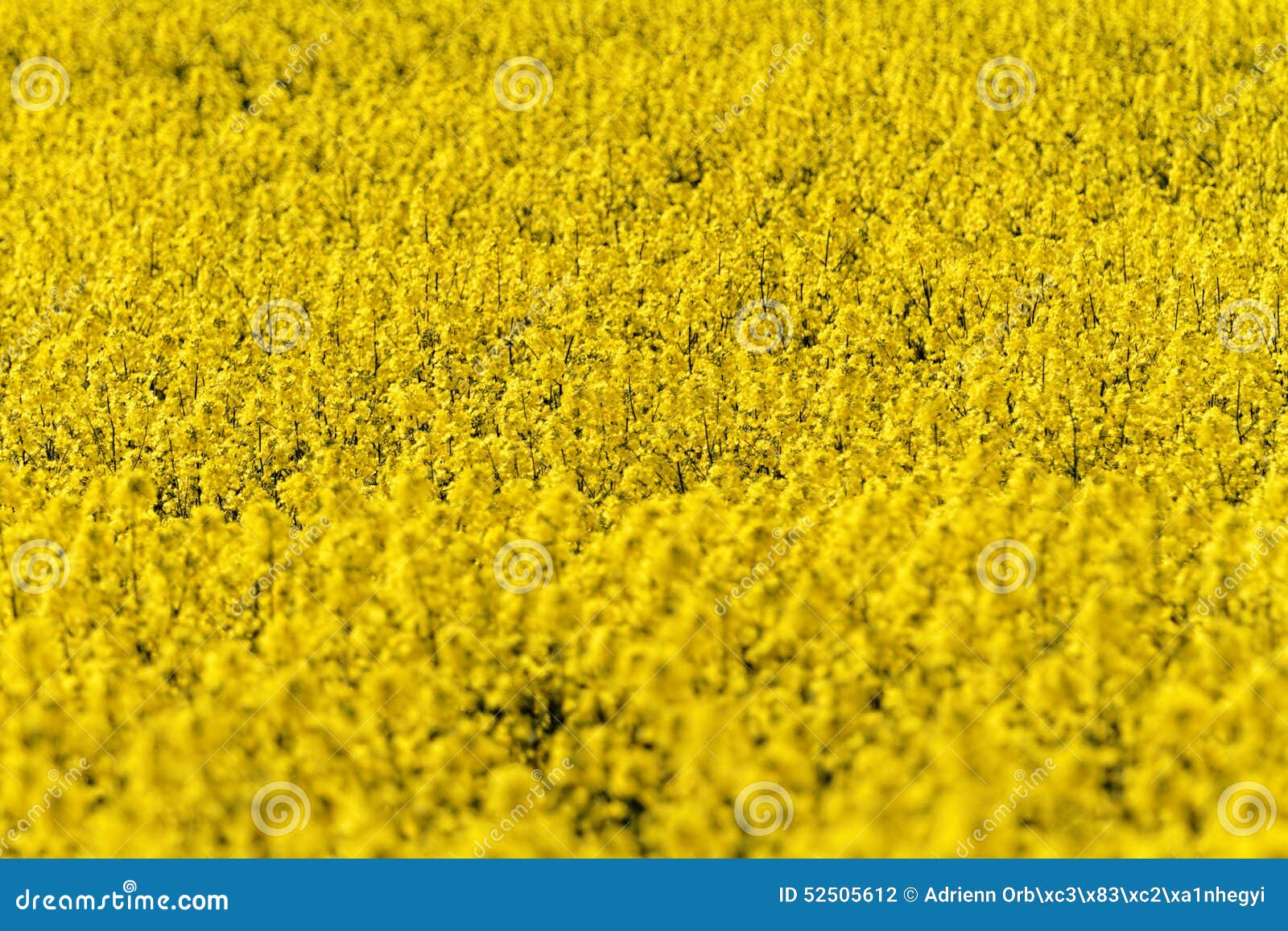Colza field stock photo. Image of agricultural, landscape - 52505612