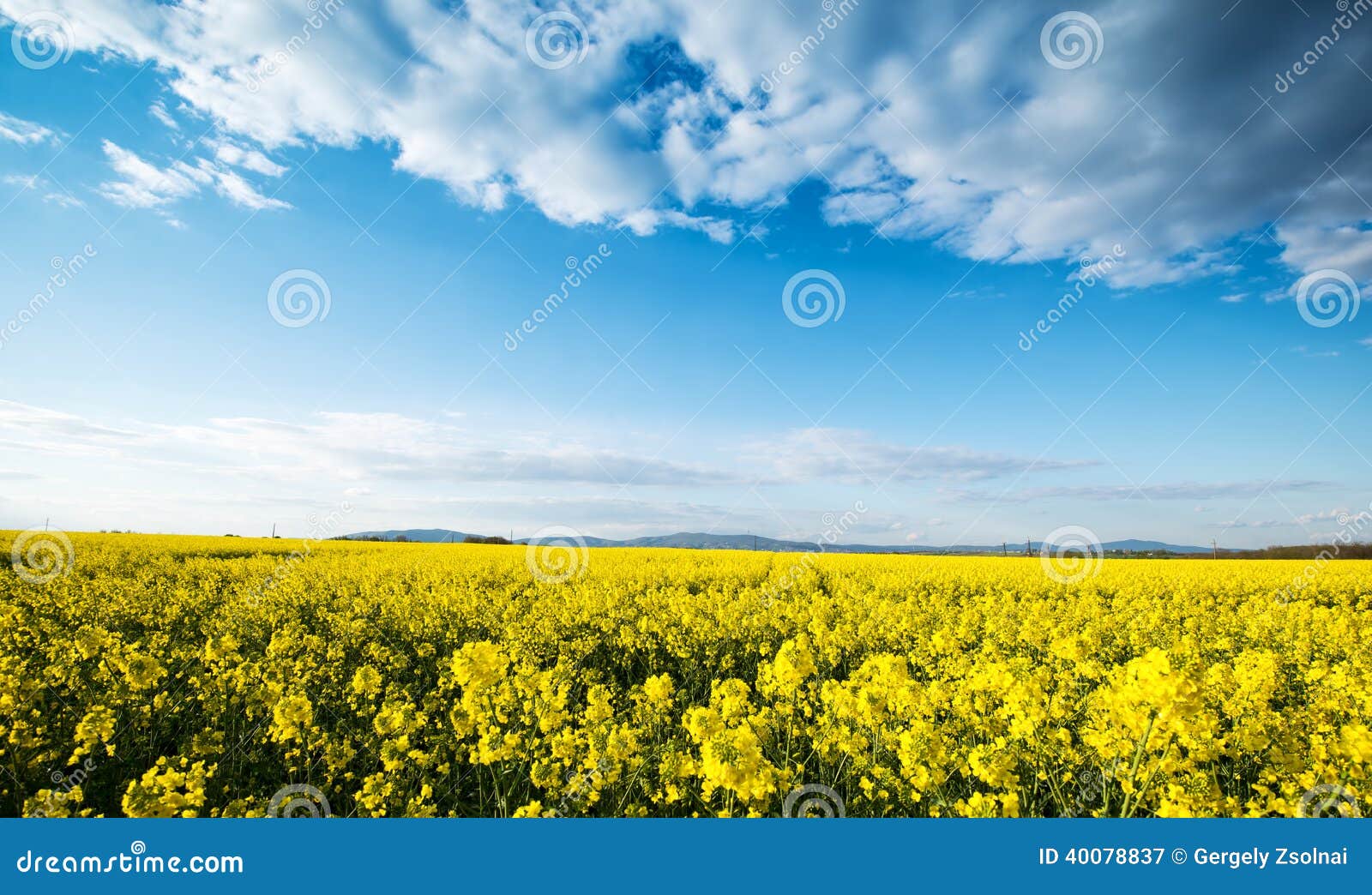 Colza field stock image. Image of nature, field, environment - 40078837