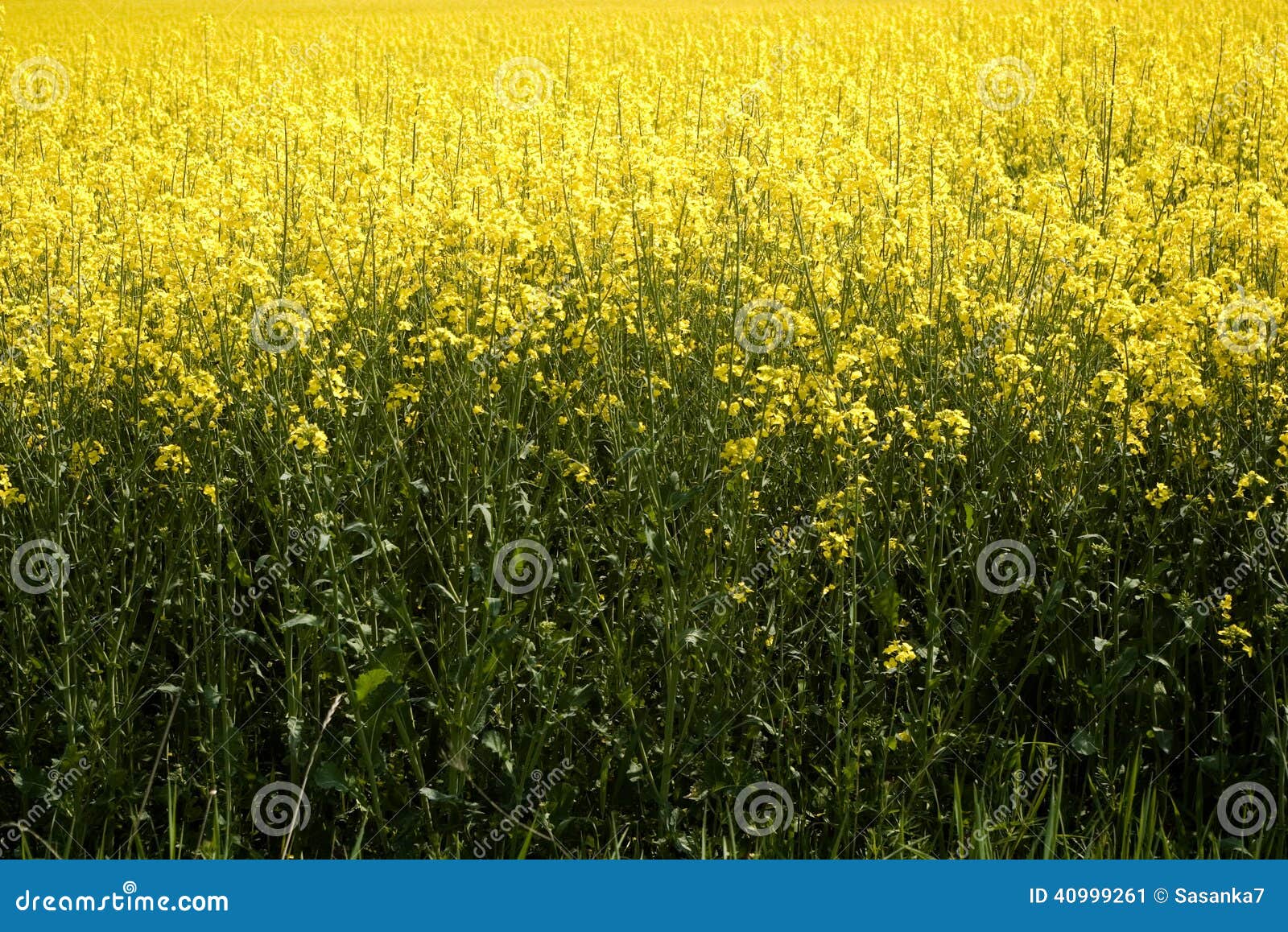 Colza field stock image. Image of farm, background, ground - 40999261