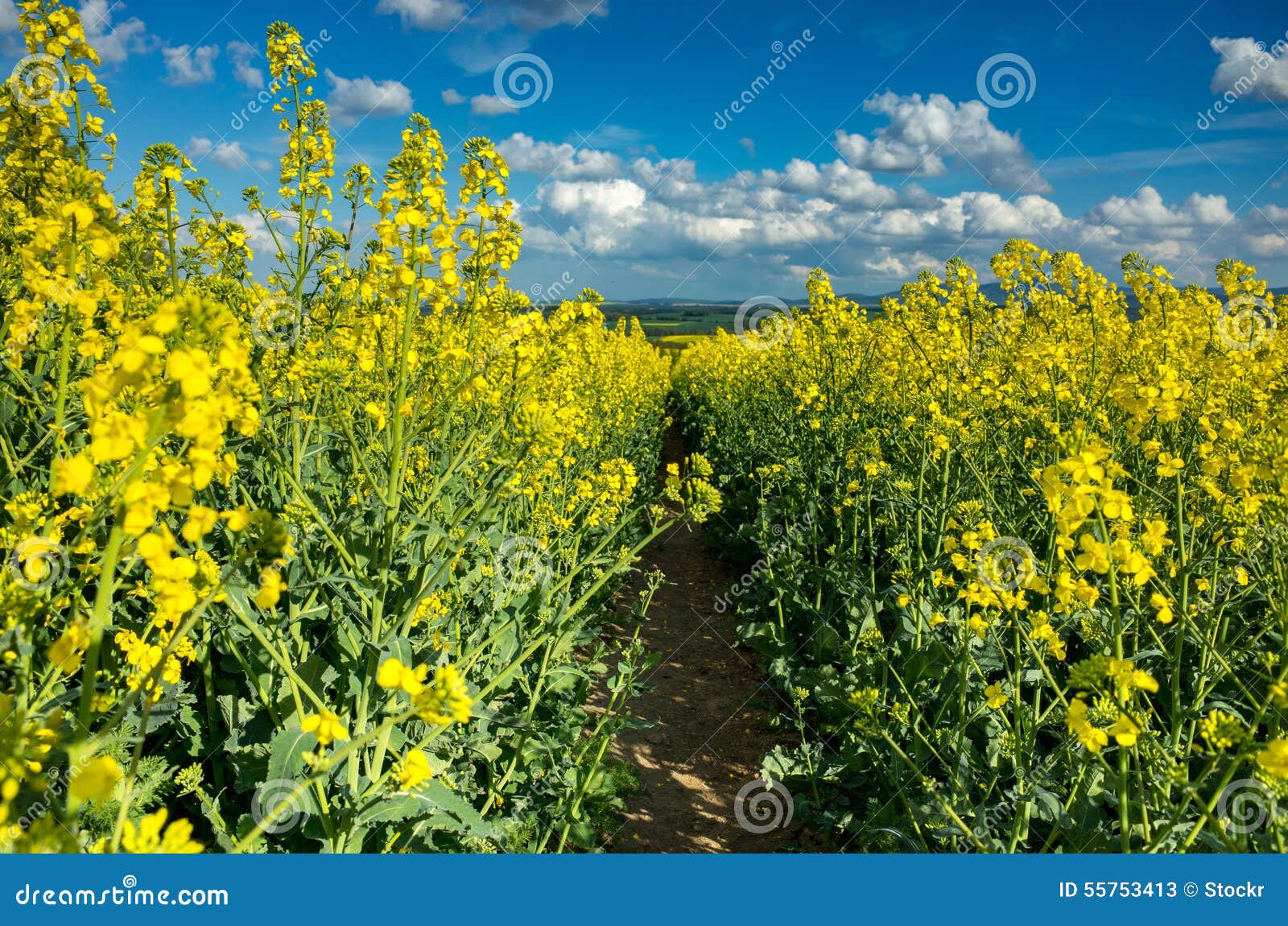 Colza field close view stock image. Image of gold, light - 55753413