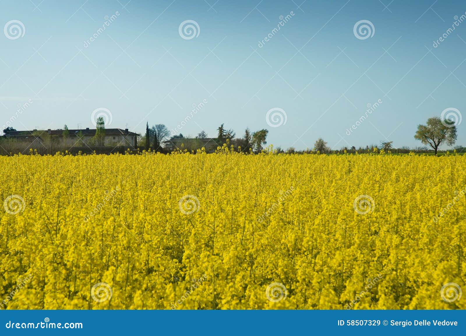 Colza stock image. Image of oliseed, colza, nature, blossom - 58507329