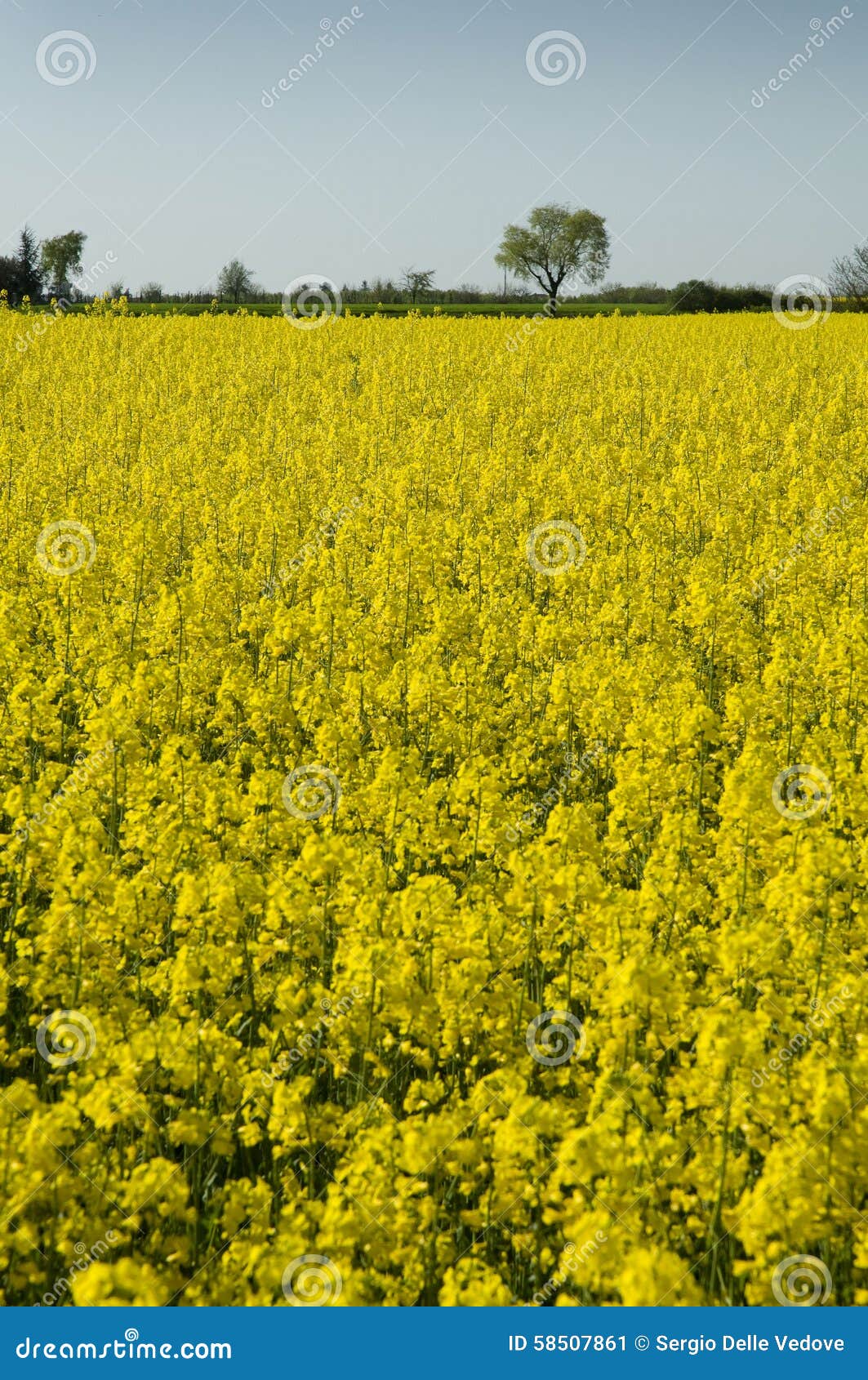 Colza stock image. Image of natural, blue, crop, colza - 58507861