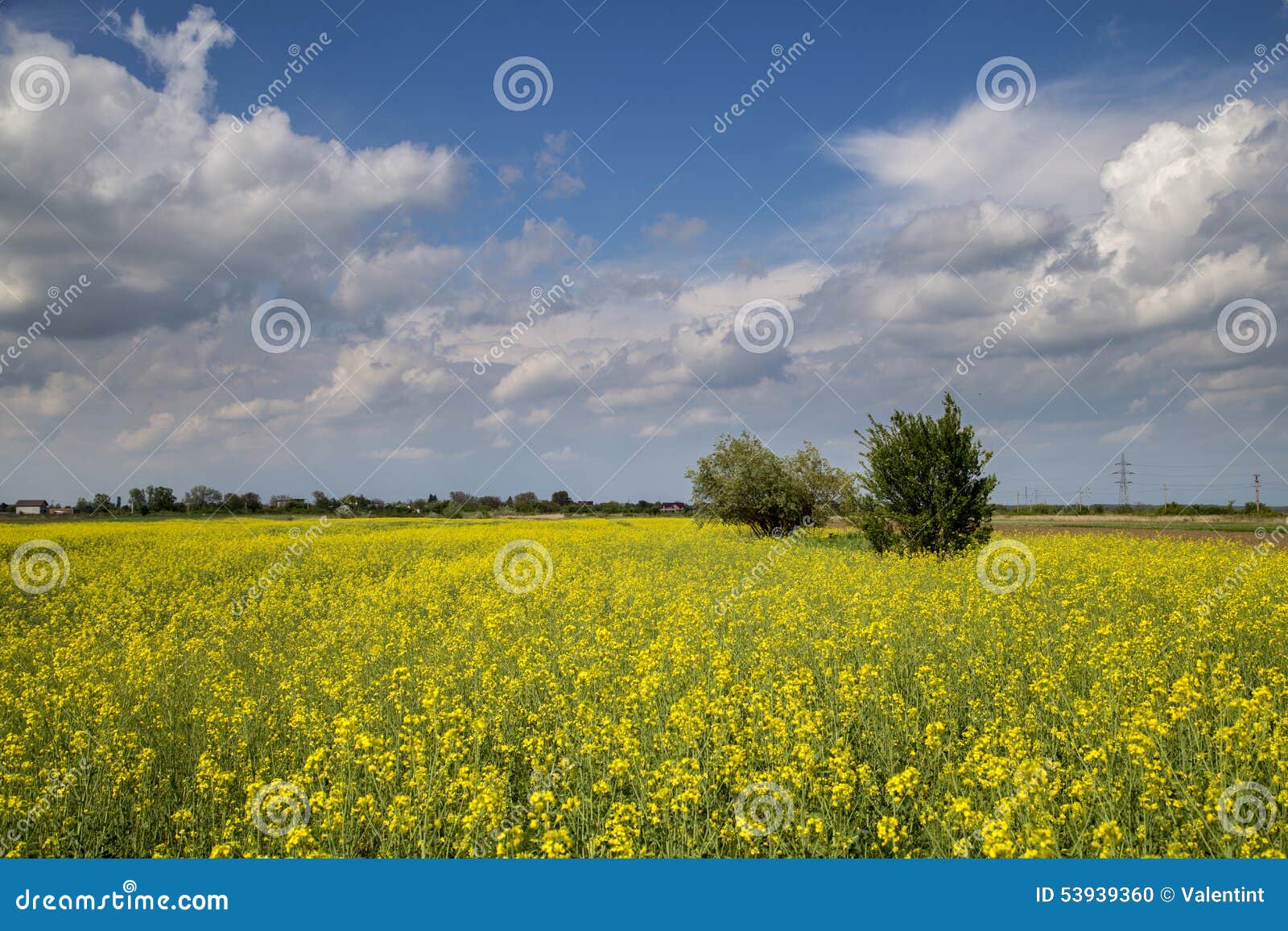 Colza field stock photo. Image of crop, bright, farm - 53939360