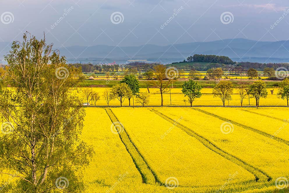 Colza field stock photo. Image of landscape, growth, agronomy - 47691302
