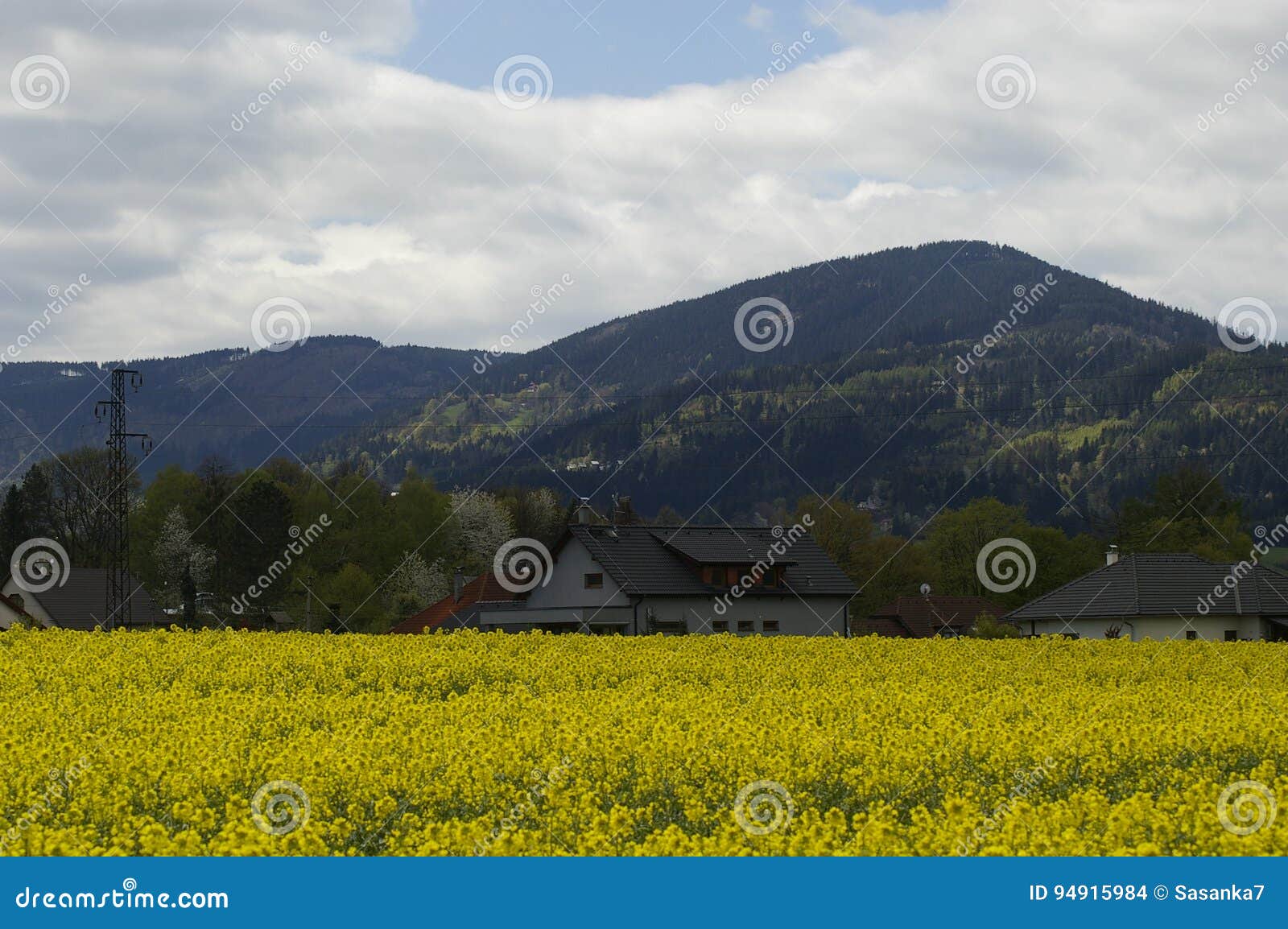 Colza field stock photo. Image of environment, farm, environmental ...