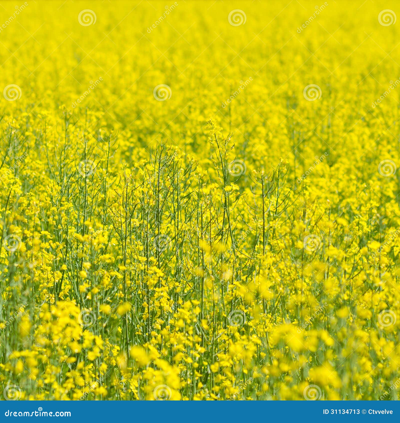 Colza stock image. Image of brassica, coleseed, vibrant - 31134713