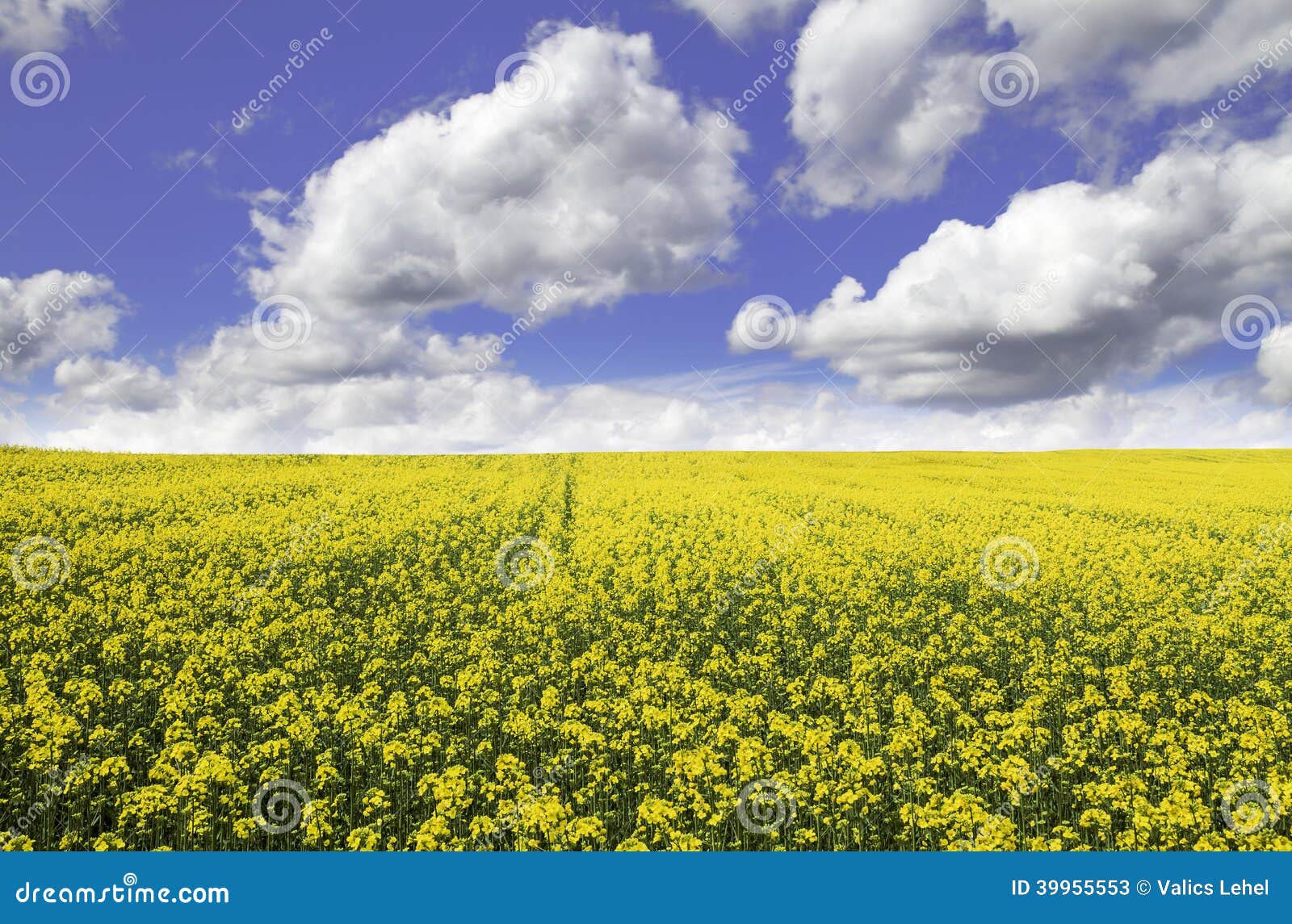 Colza field stock image. Image of flora, canola, fields - 39955553